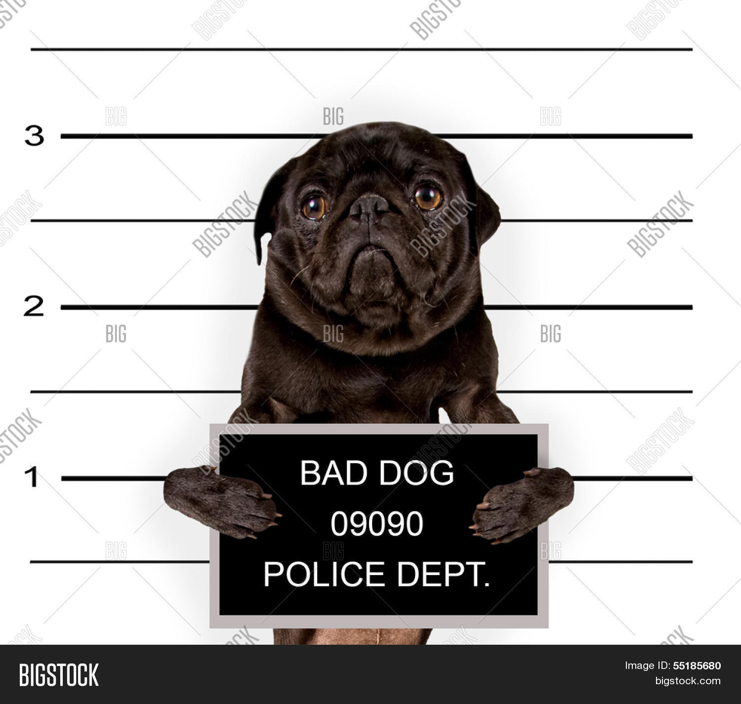 Mugshot Bad Dog Image & Photo (Free Trial) | Bigstock
