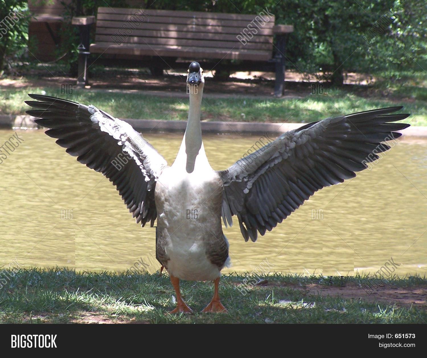 Goose Spread Wings Image & Photo (Free Trial) | Bigstock