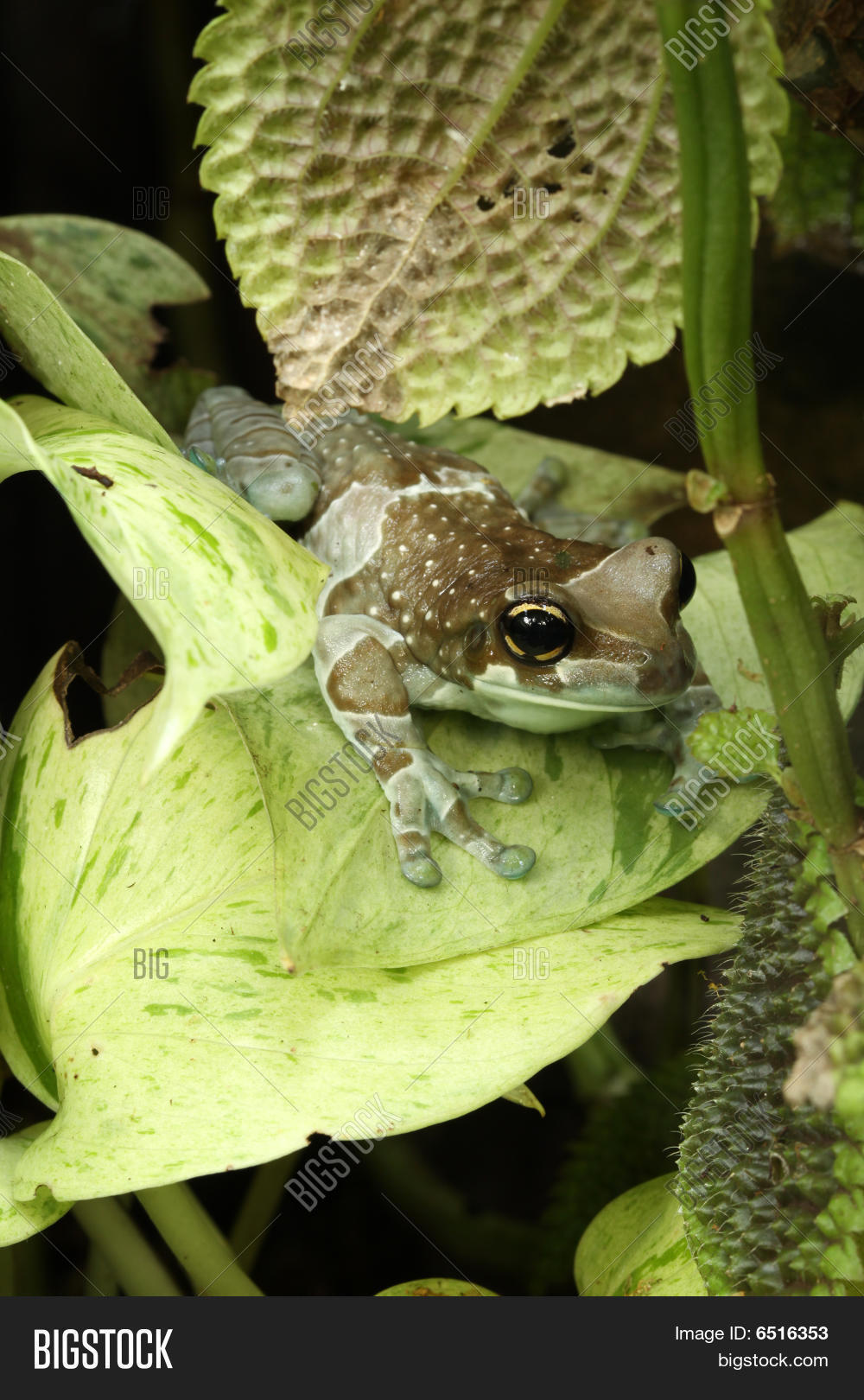 Amazon Milk Frog - Image & Photo (Free Trial) | Bigstock