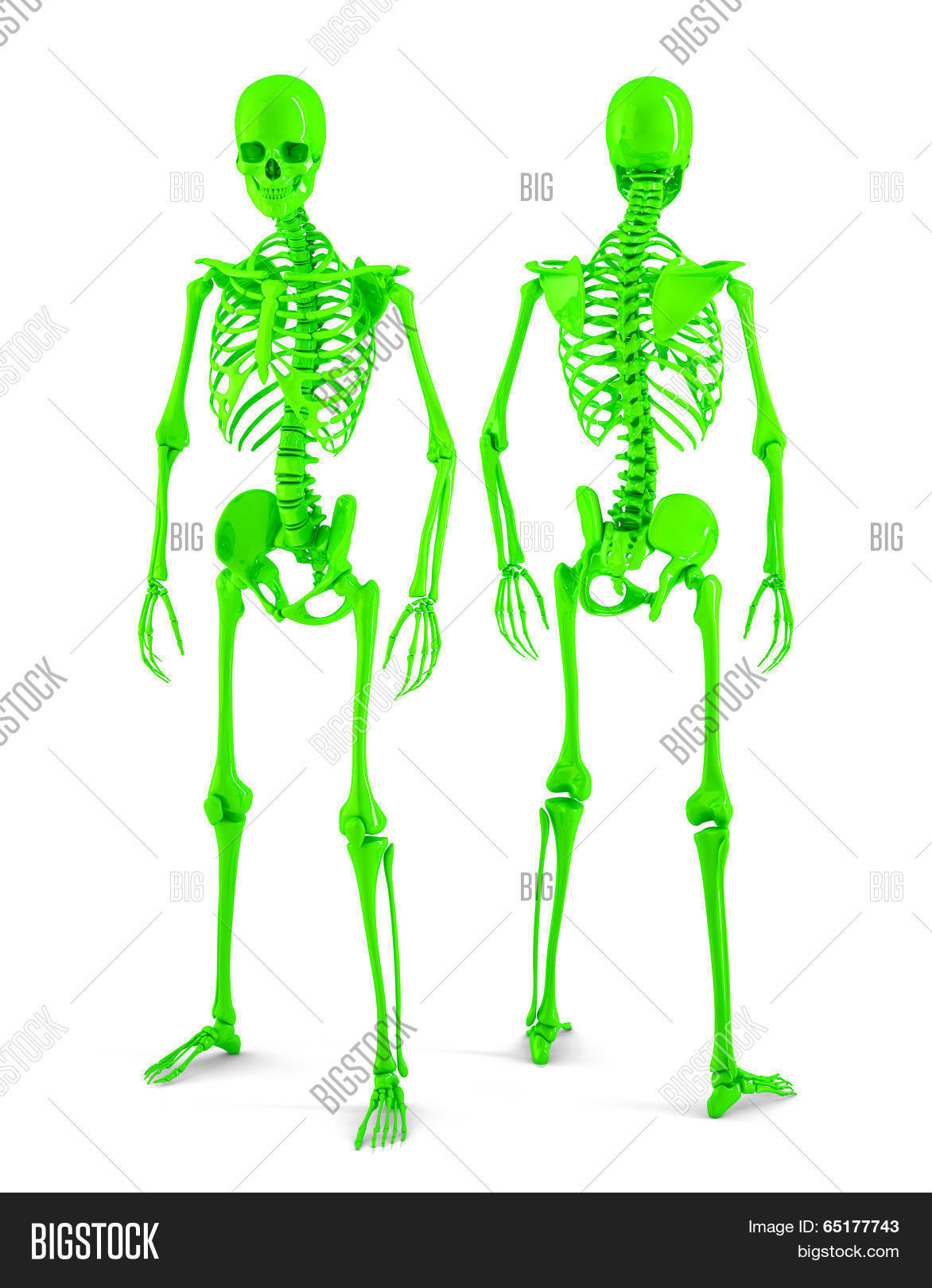 3D Human Skeleton. Image & Photo (Free Trial) | Bigstock
