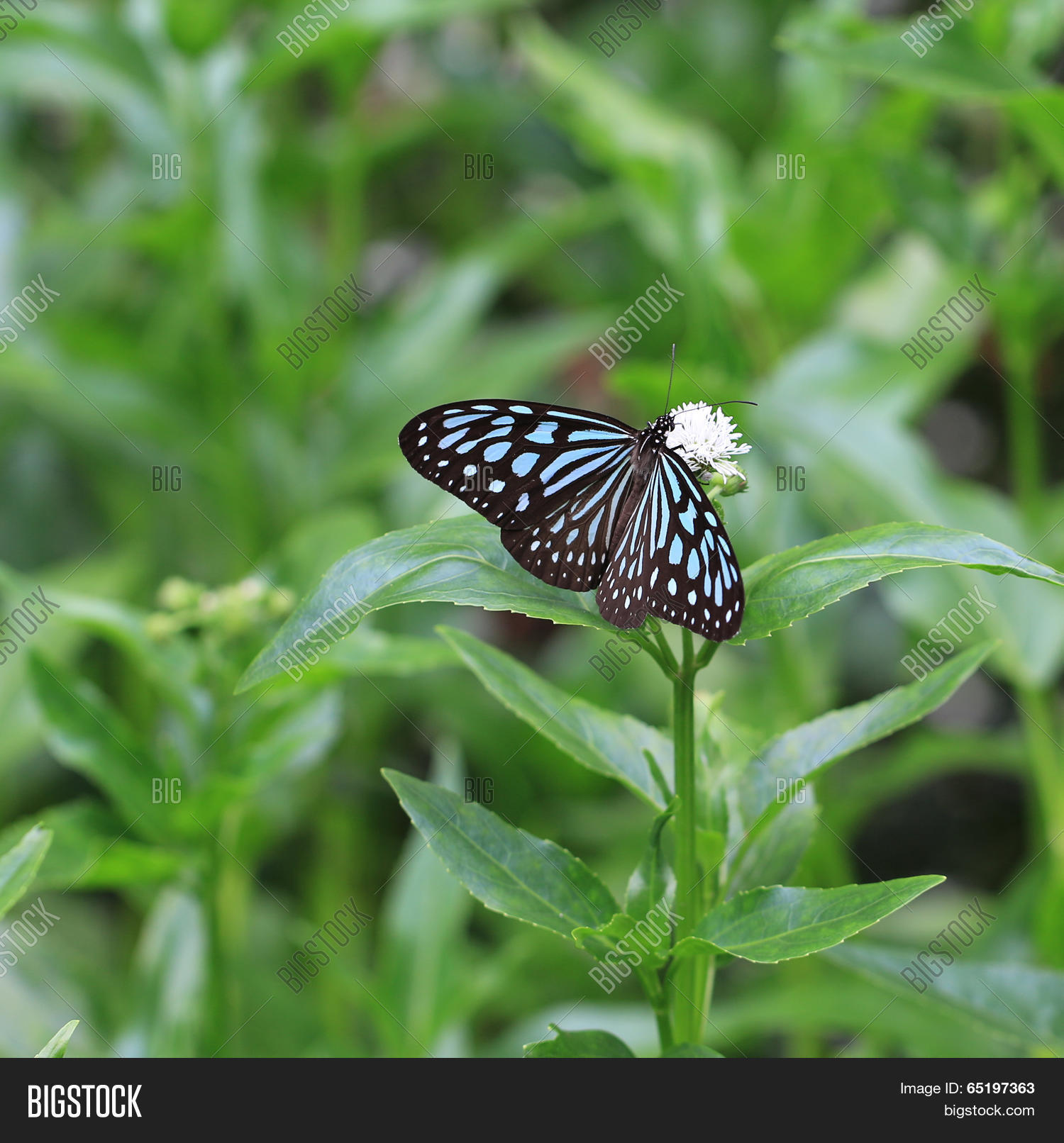 Blue Tiger Butterfly Image & Photo (Free Trial) | Bigstock