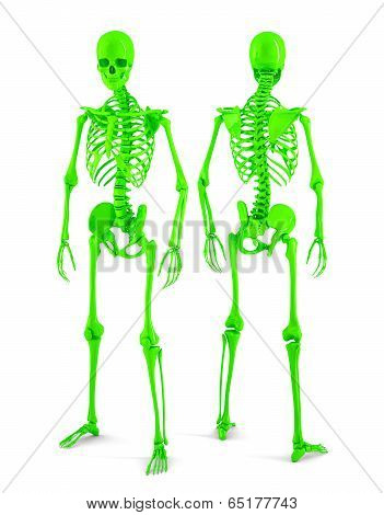 3D Human Skeleton. Image & Photo (Free Trial) | Bigstock
