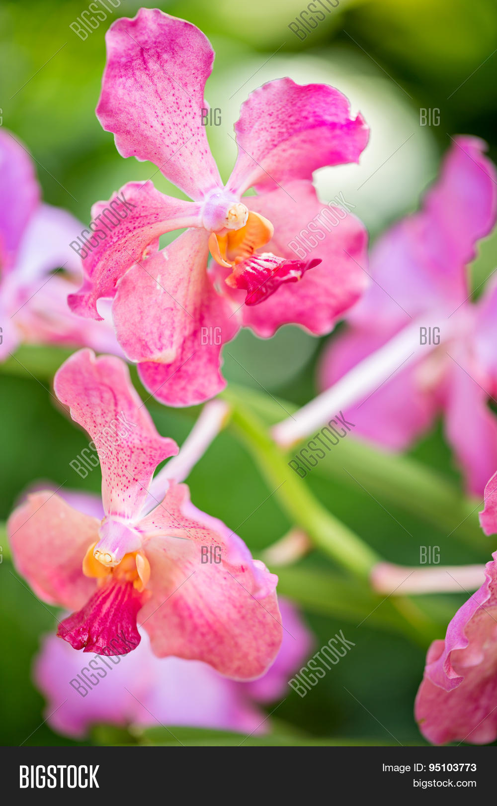 Vanda Usha Pink Orchid Image & Photo (Free Trial) | Bigstock
