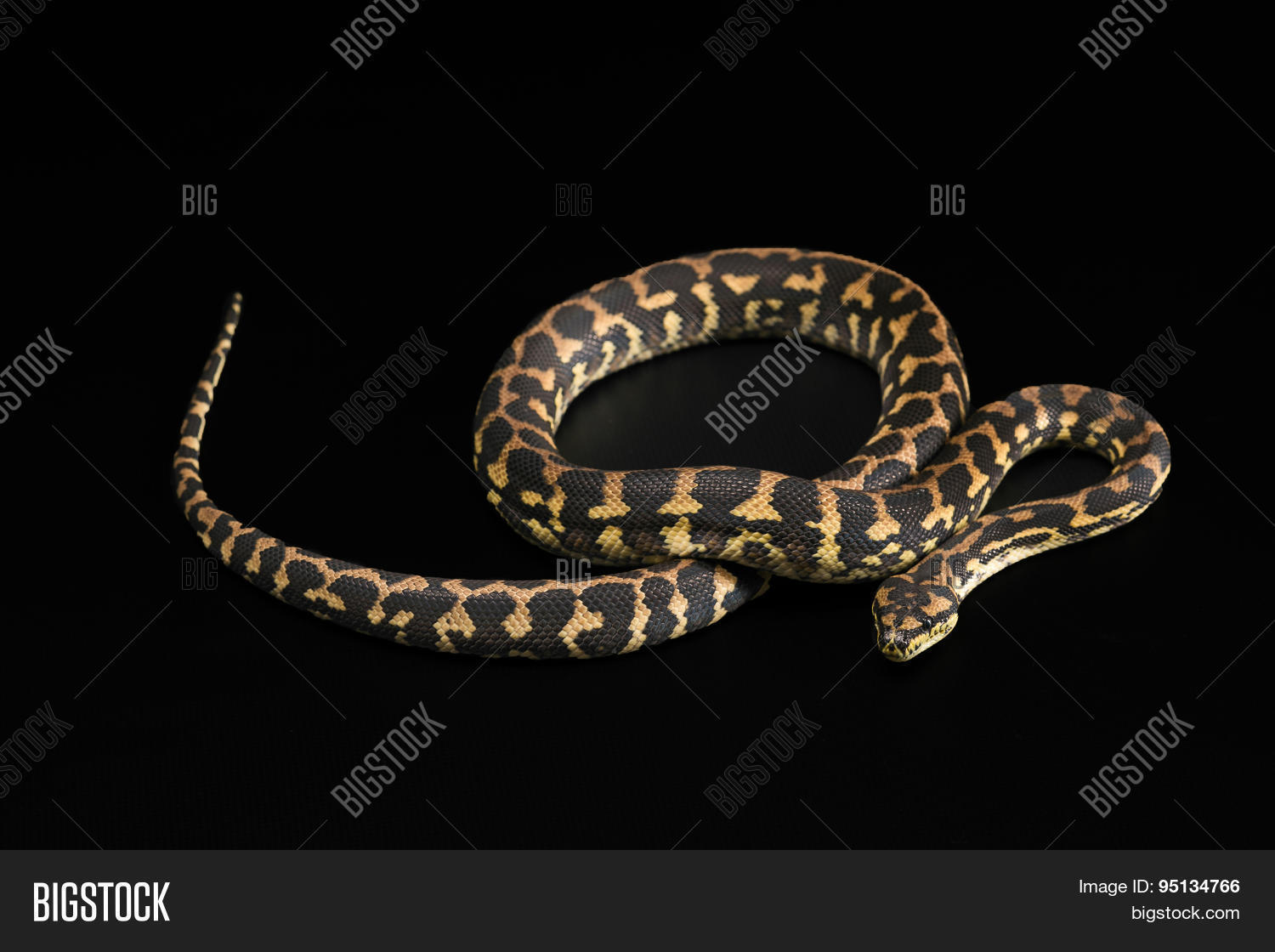 Male Morelia Spilota Image & Photo (Free Trial) | Bigstock