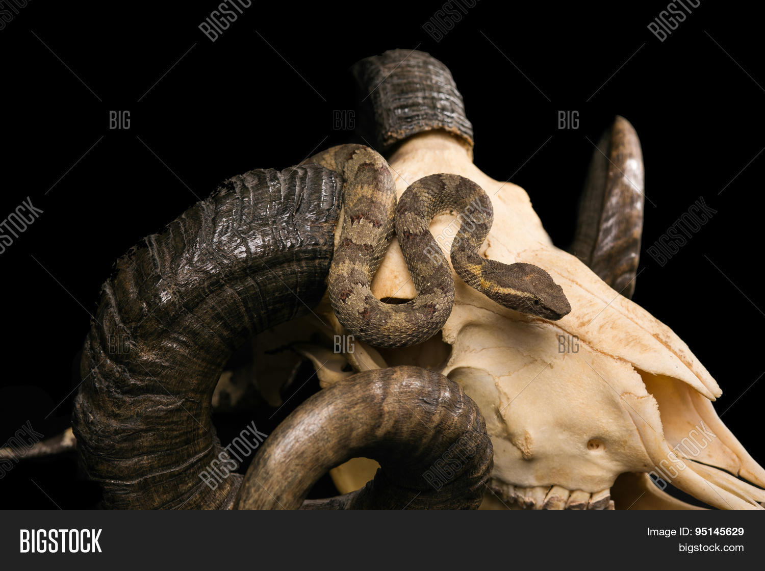 Male Morelia Spilota Image & Photo (Free Trial) | Bigstock