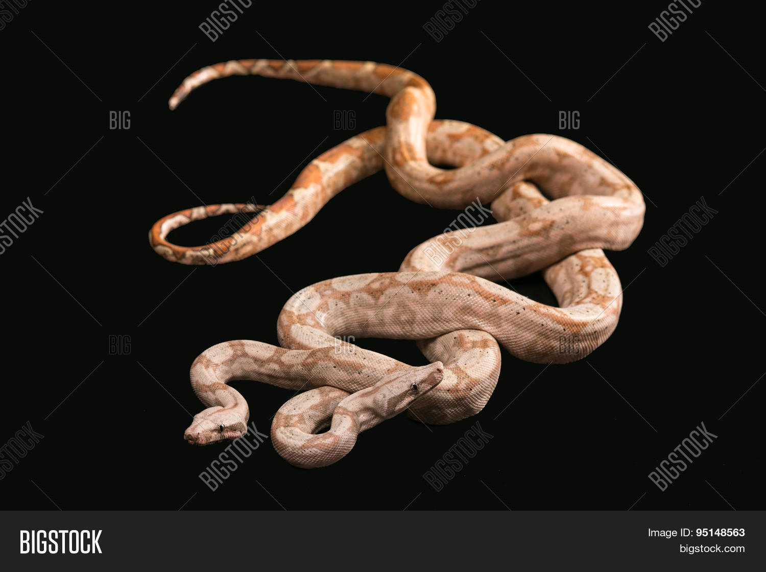 Trimeresurus Puniceus Image & Photo (Free Trial) | Bigstock
