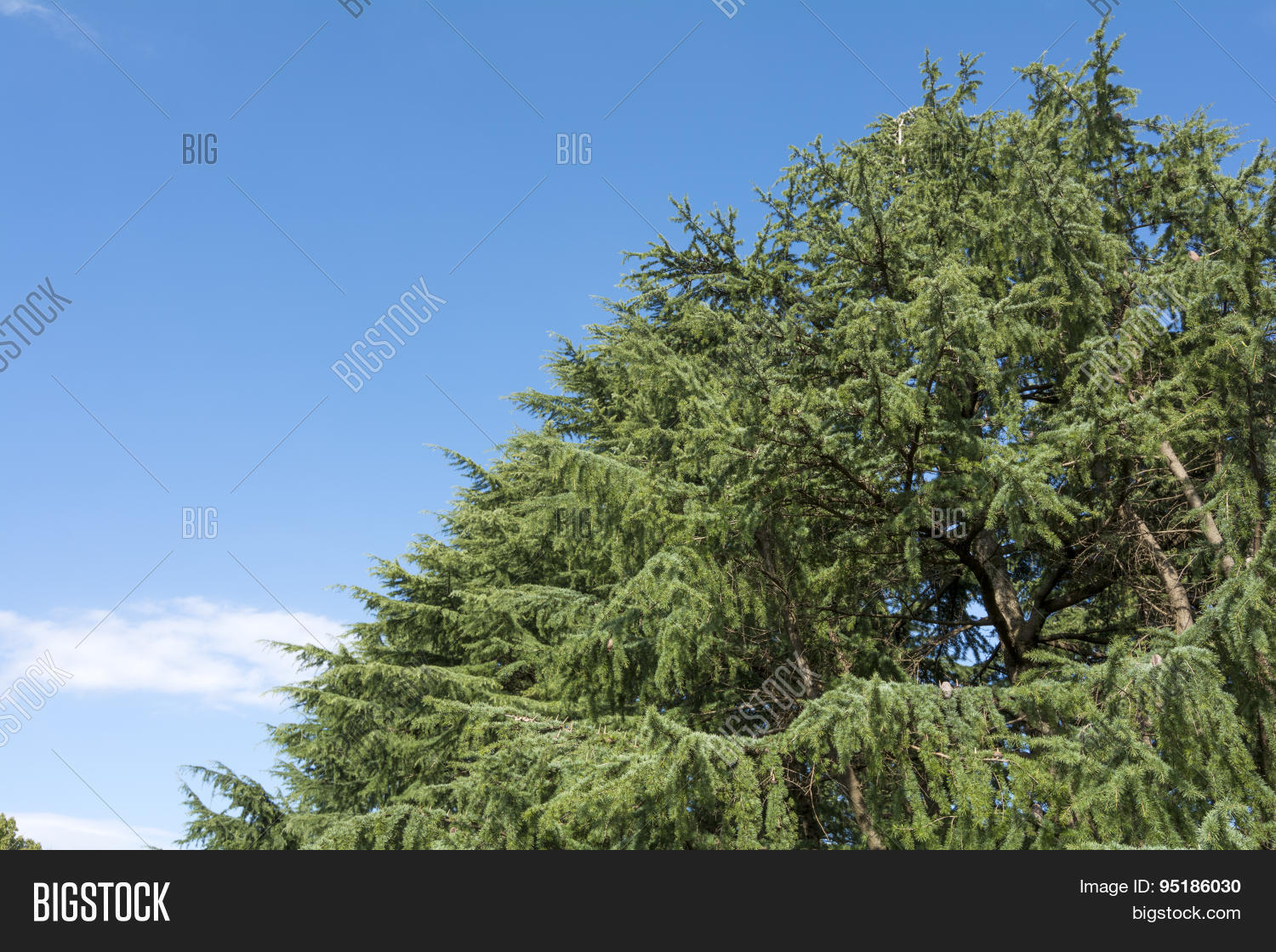 Deodar Cedar Trees Image & Photo (Free Trial) | Bigstock