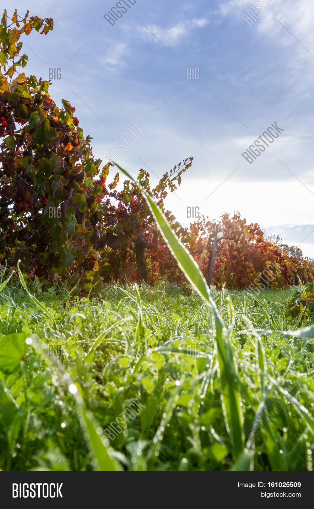 Morning Due On Grass Image & Photo (Free Trial) | Bigstock
