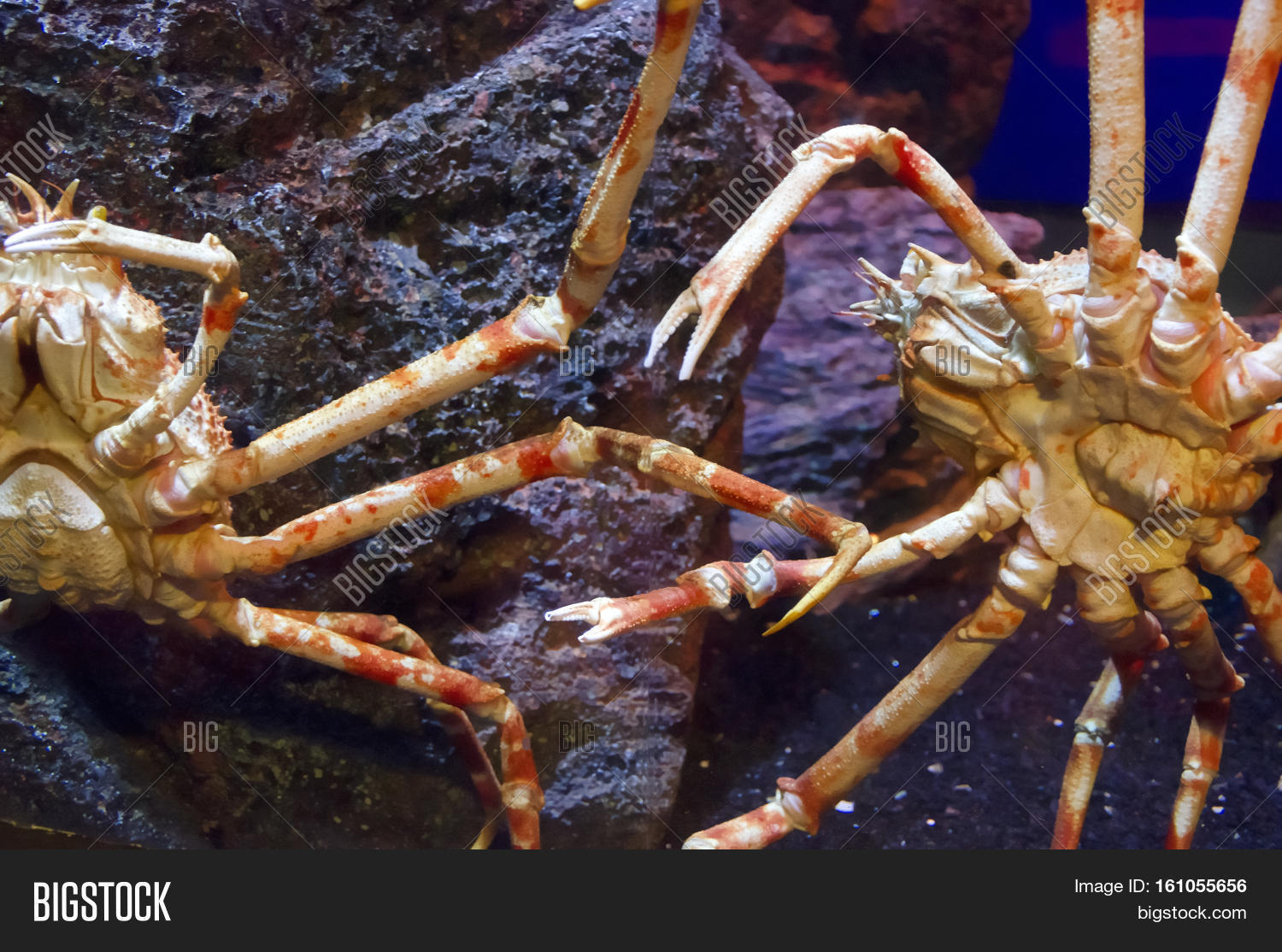 King Crab Image & Photo (Free Trial) | Bigstock