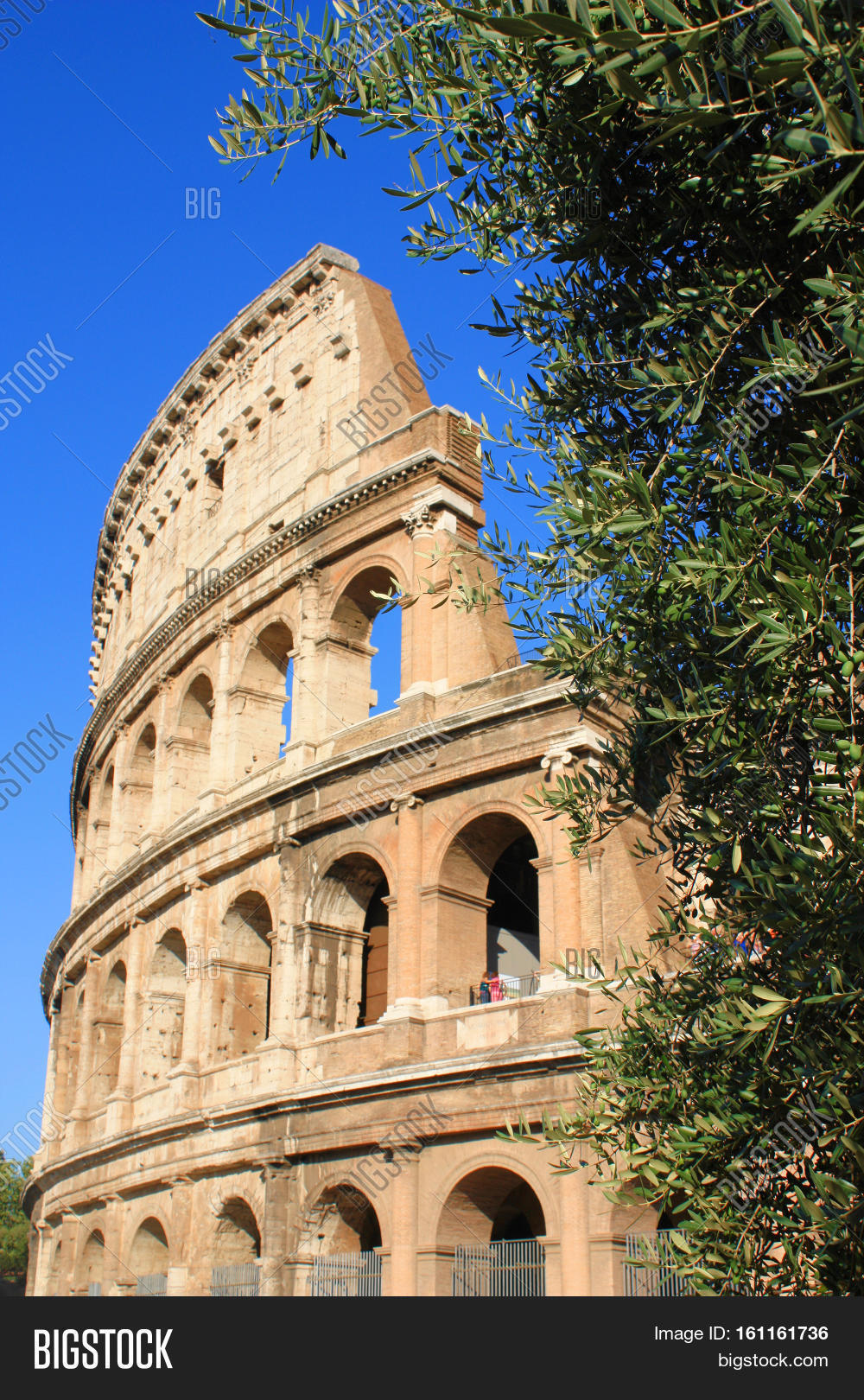 Olive Tree Colosseum Image & Photo (Free Trial) | Bigstock