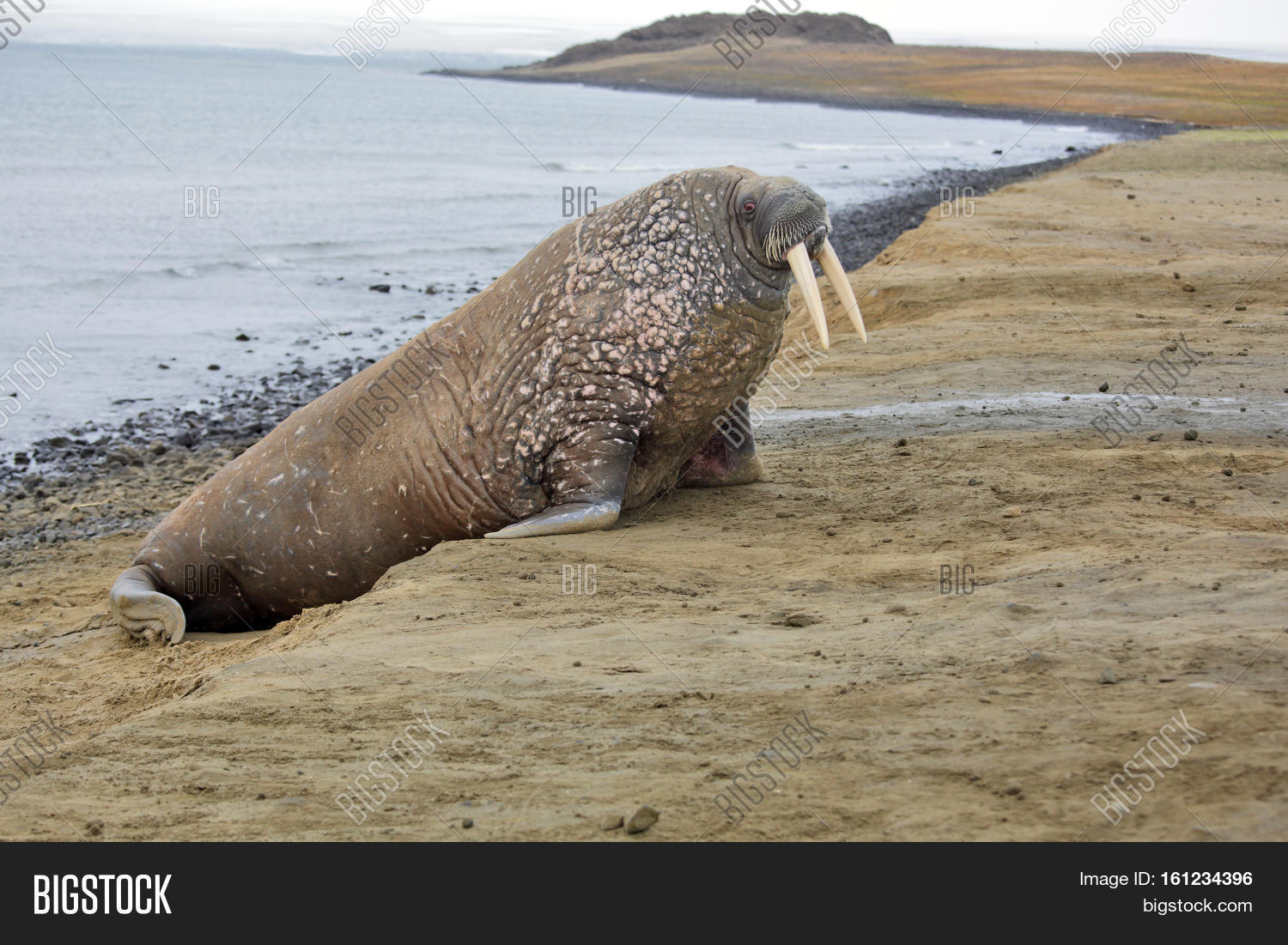 Walrus On Beach Image & Photo (Free Trial) | Bigstock