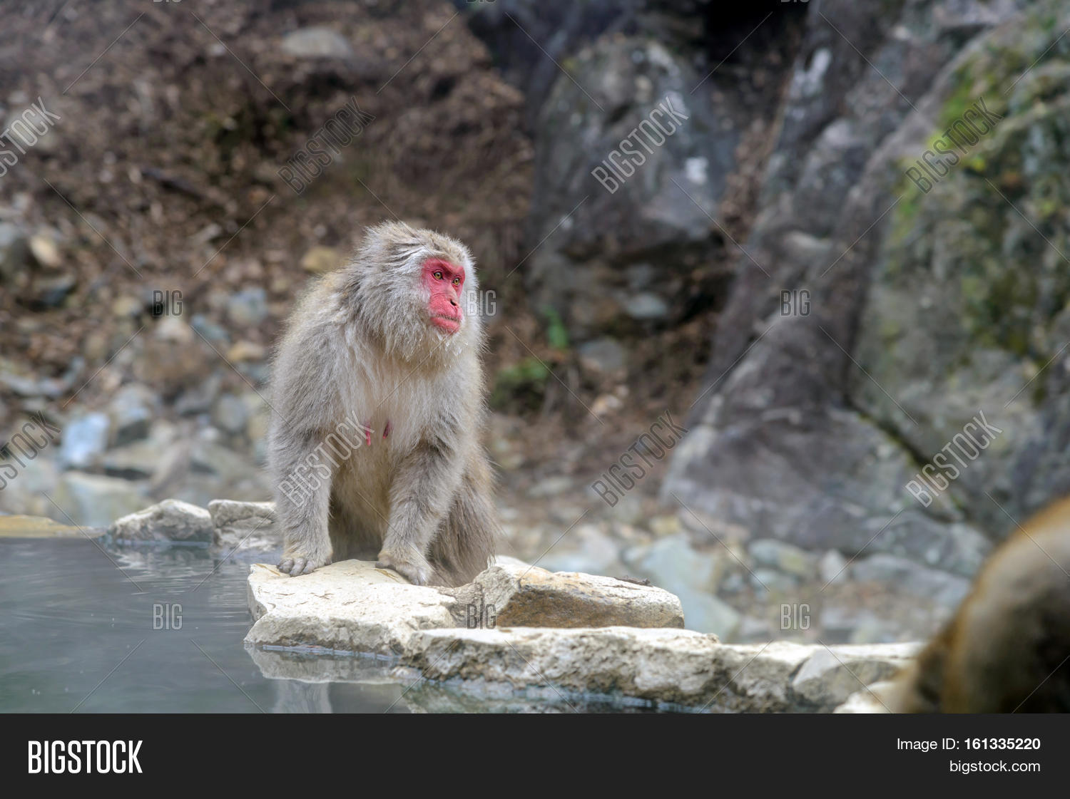 Monkey Natural Onsen ( Image & Photo (Free Trial) | Bigstock