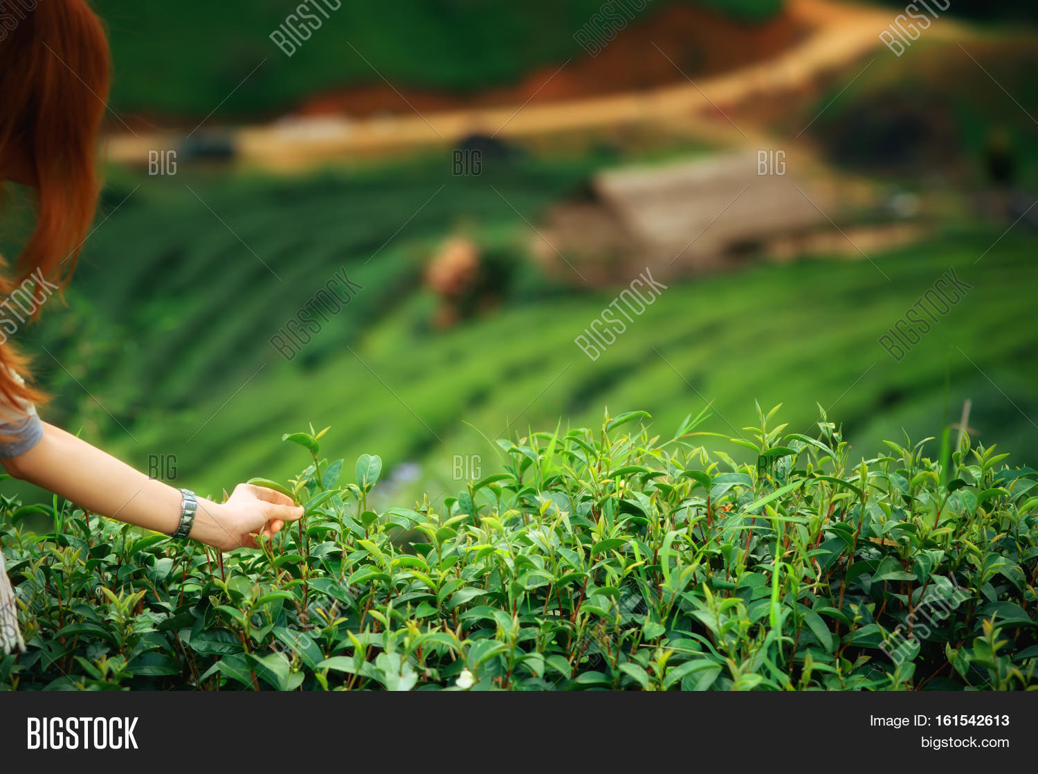 Hand Plucking Tea Leaf Image & Photo (Free Trial) | Bigstock