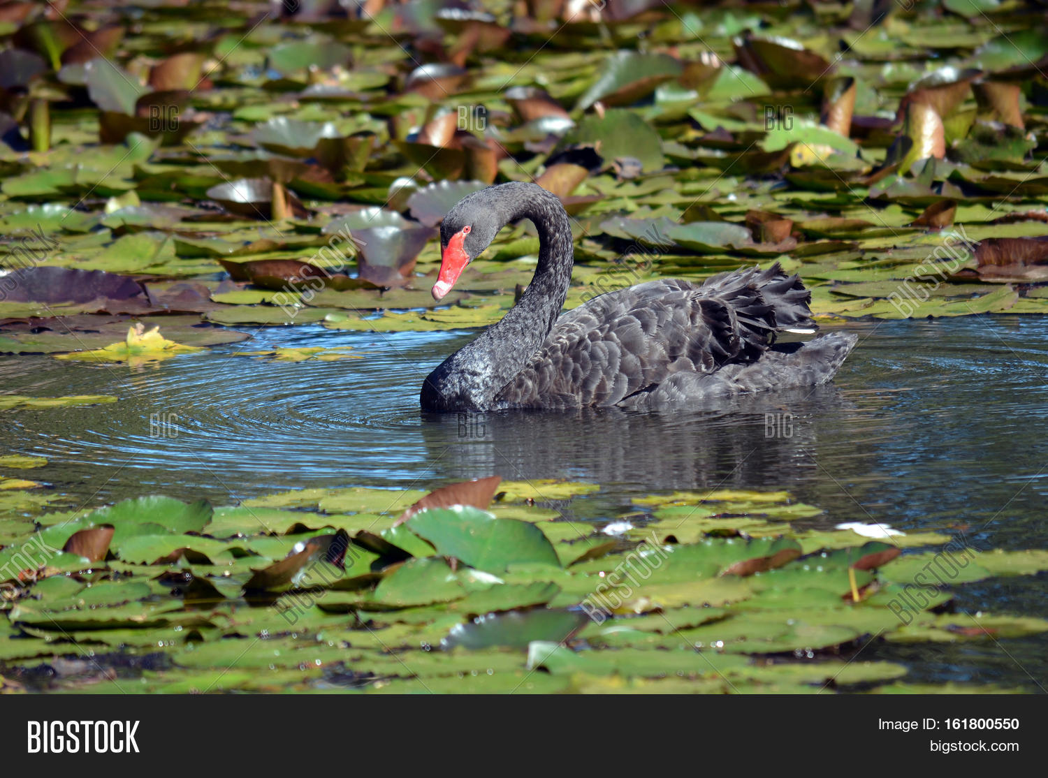 Australian Black Swan Image & Photo (Free Trial) | Bigstock
