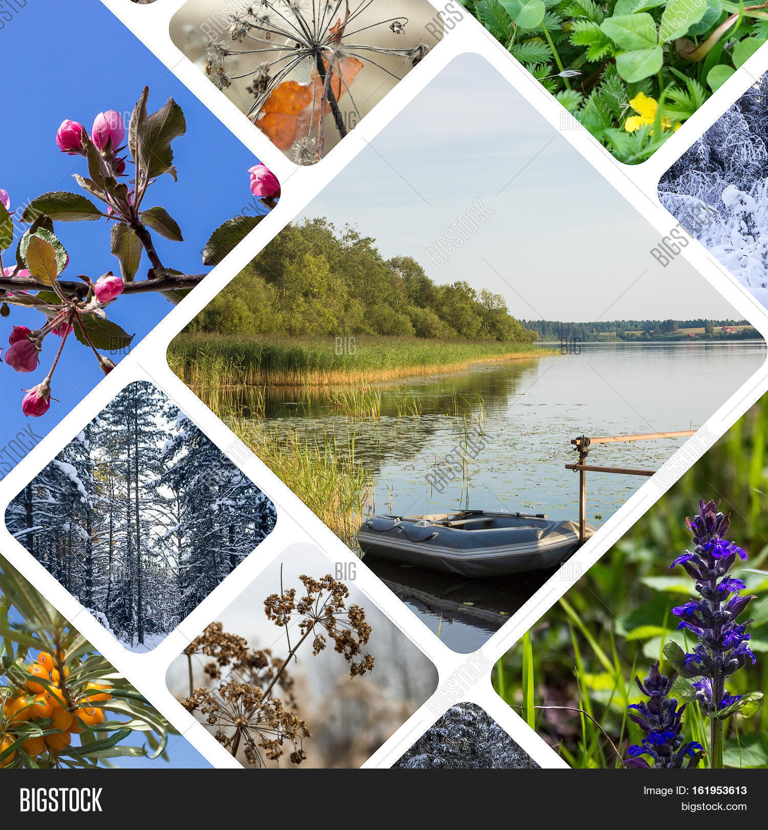 Collage Plants Image & Photo (Free Trial) | Bigstock