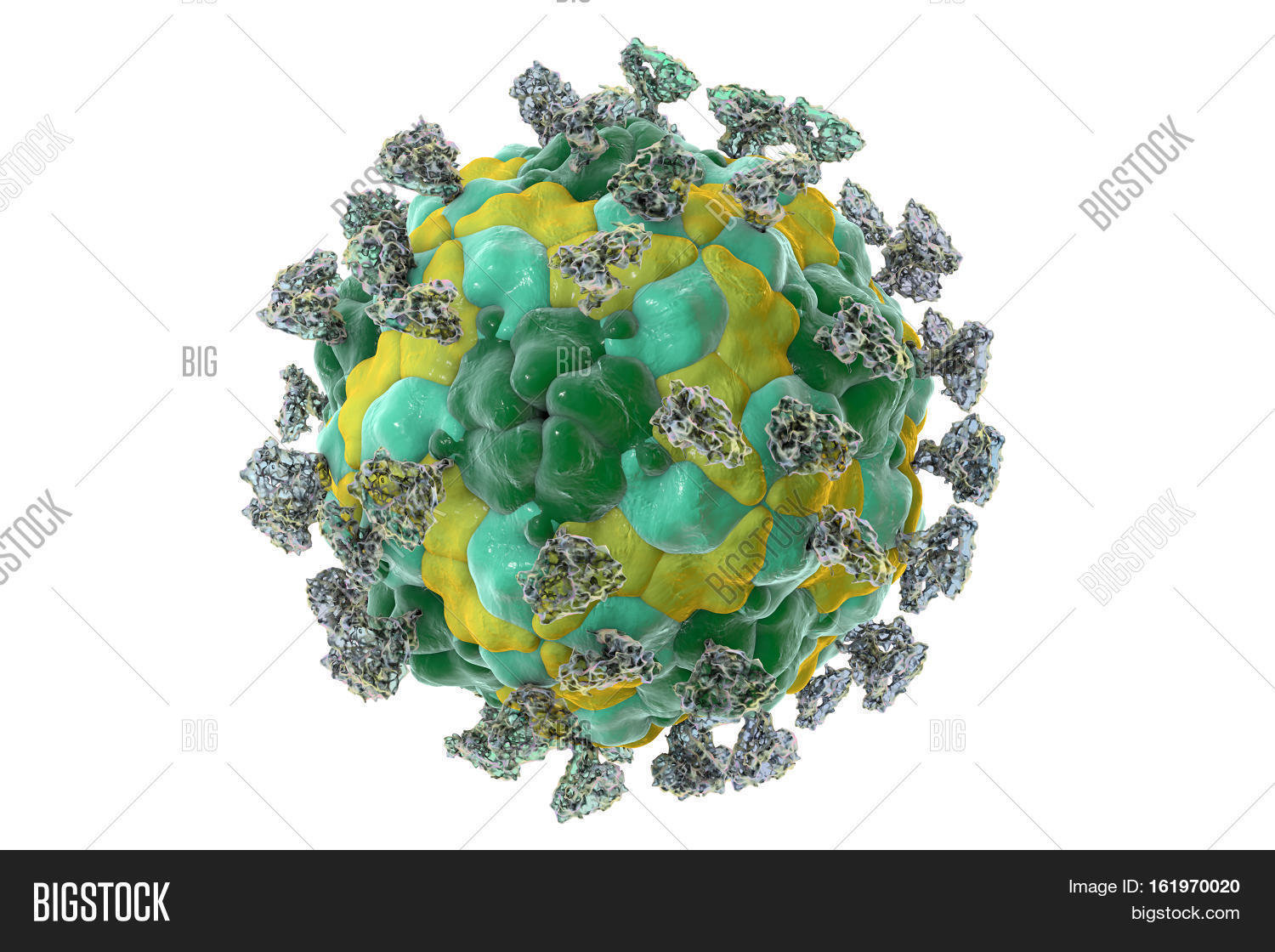 Enterovirus Attached Image & Photo (Free Trial) | Bigstock