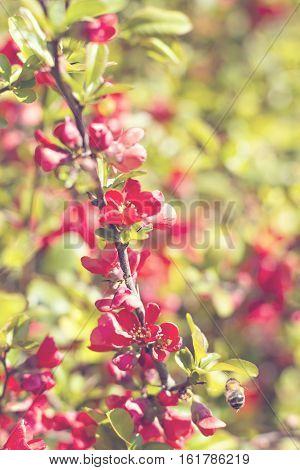 Rhododendron Ponticum Image & Photo (Free Trial) | Bigstock