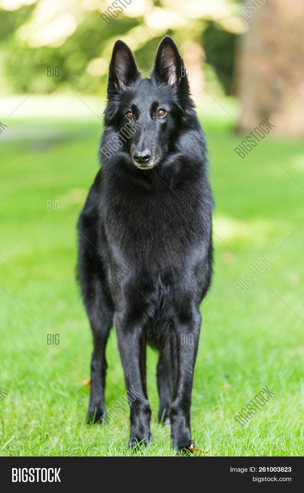 Belgian Groenendael Puppy
