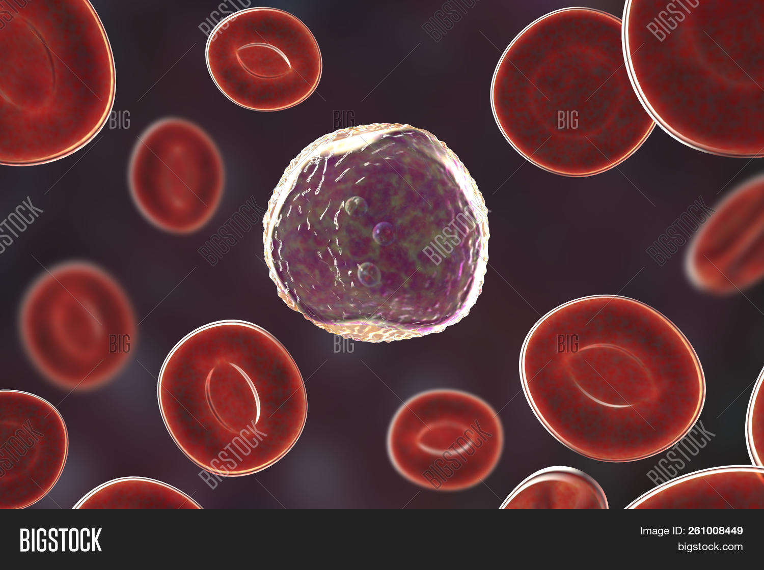 Lymphoblast, Immature Image & Photo (Free Trial) | Bigstock