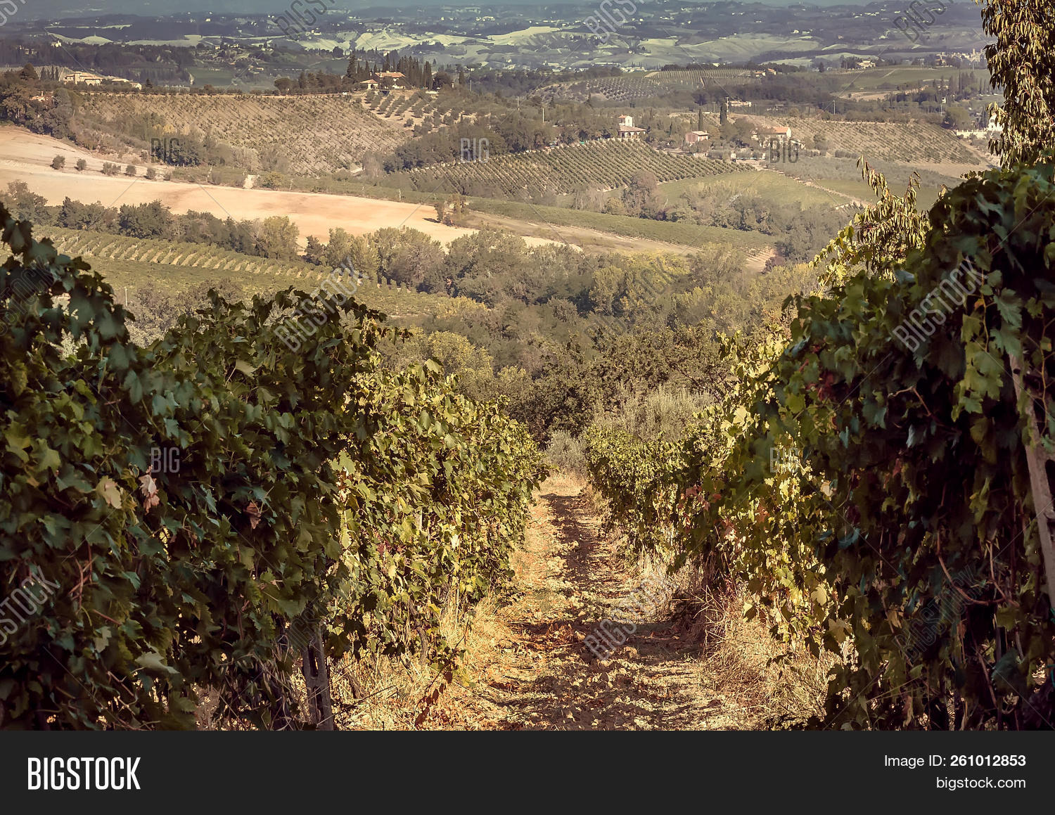 Wineyards On Hills Image & Photo (Free Trial) | Bigstock