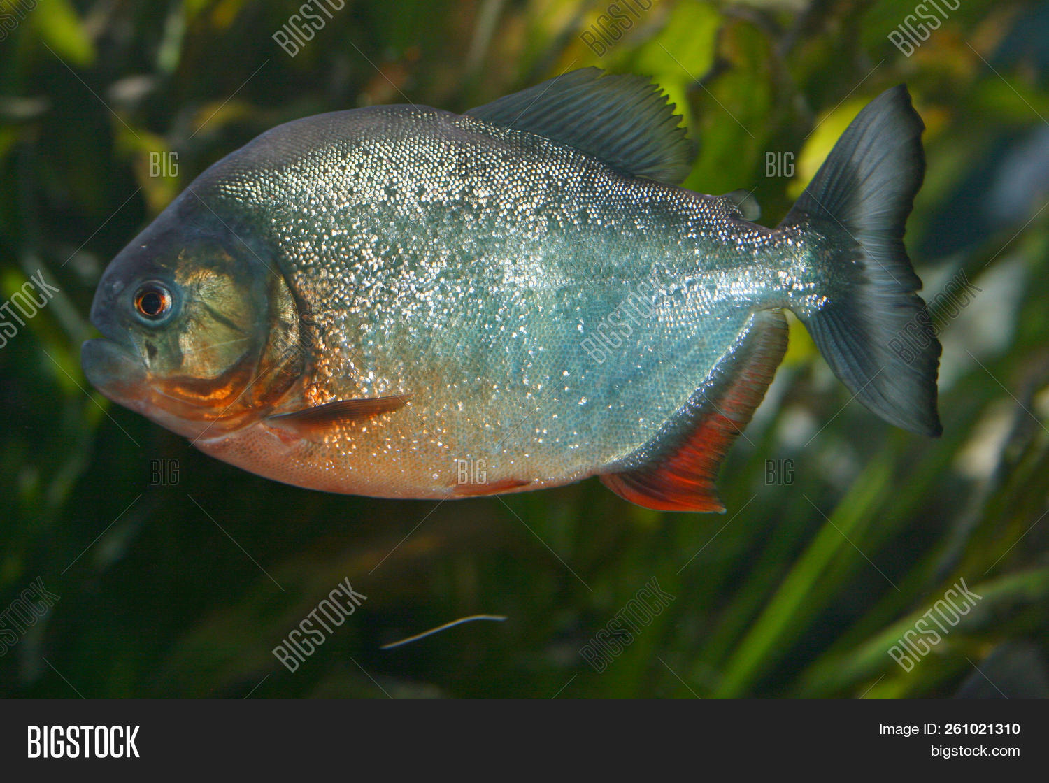 Red Piranha ( Image & Photo (Free Trial) | Bigstock