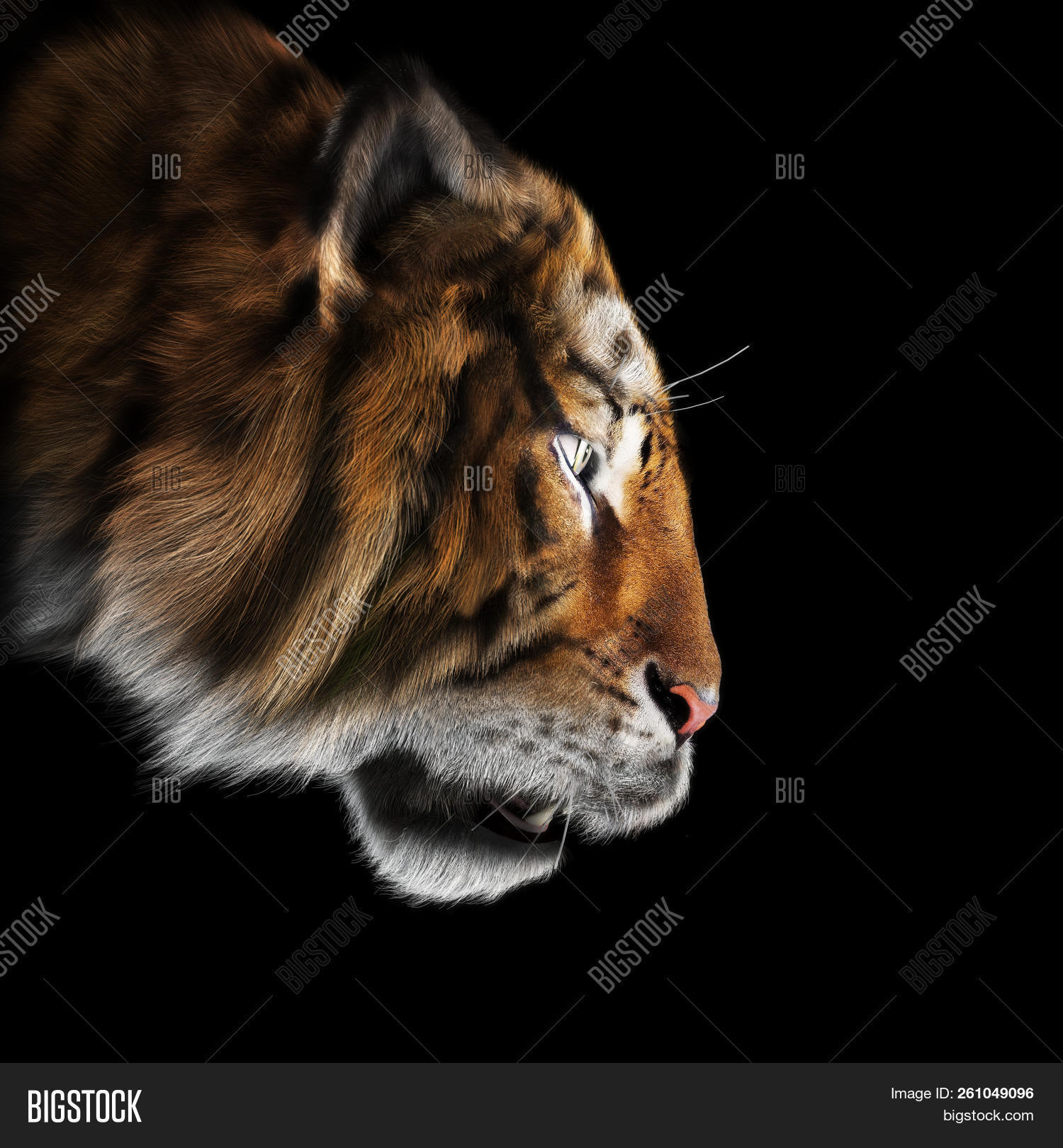 Tiger Stalking Pray On Image & Photo (Free Trial) | Bigstock