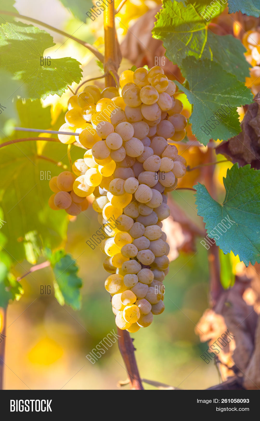 Golden Ripe Grapes Image & Photo (Free Trial) | Bigstock