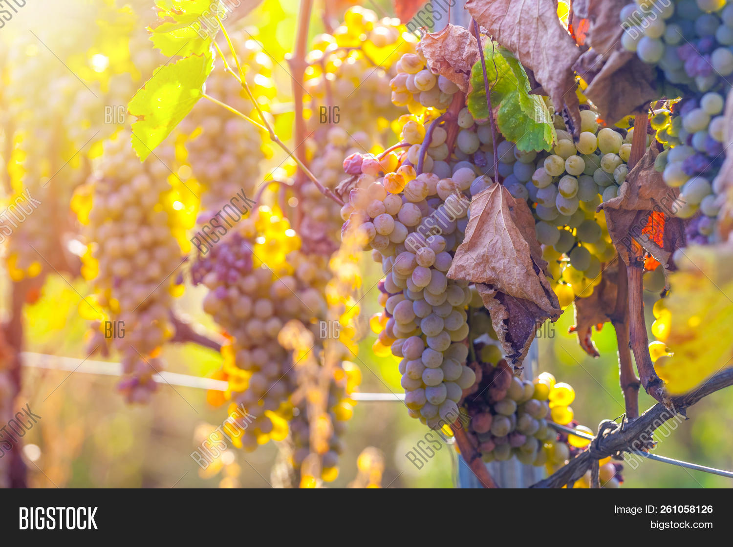 Golden Ripe Grapes Image & Photo (Free Trial) | Bigstock