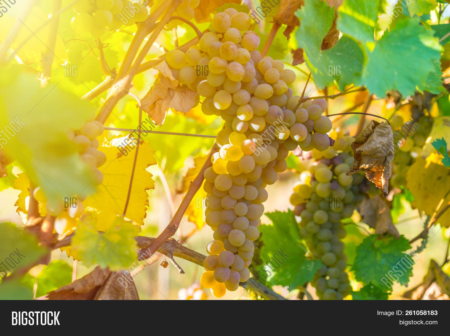 Golden Ripe Grapes Image & Photo (Free Trial) | Bigstock