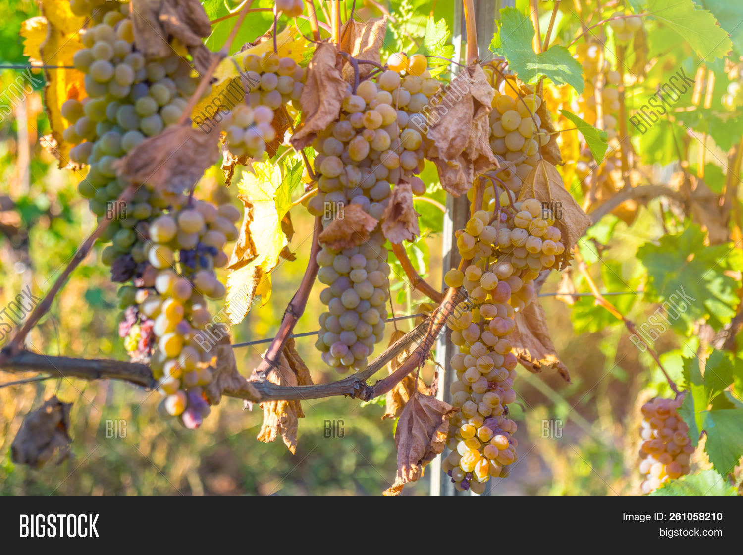 Golden Ripe Grapes Image & Photo (Free Trial) | Bigstock