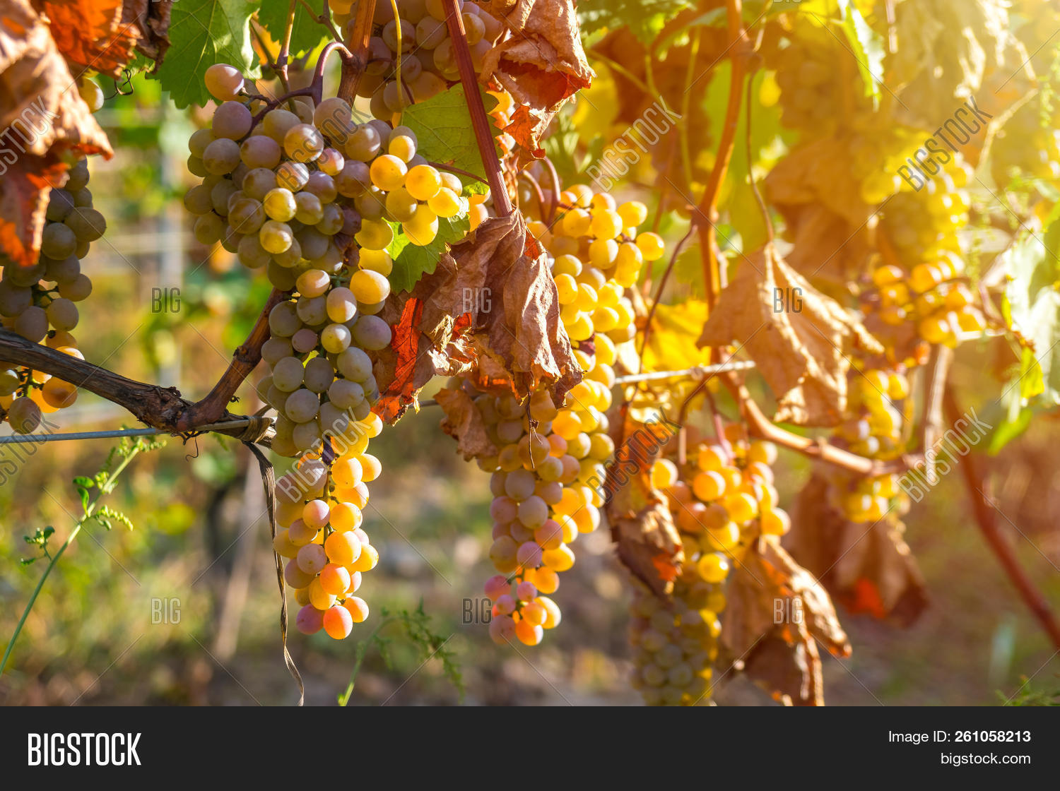 Golden Ripe Grapes Image & Photo (Free Trial) | Bigstock