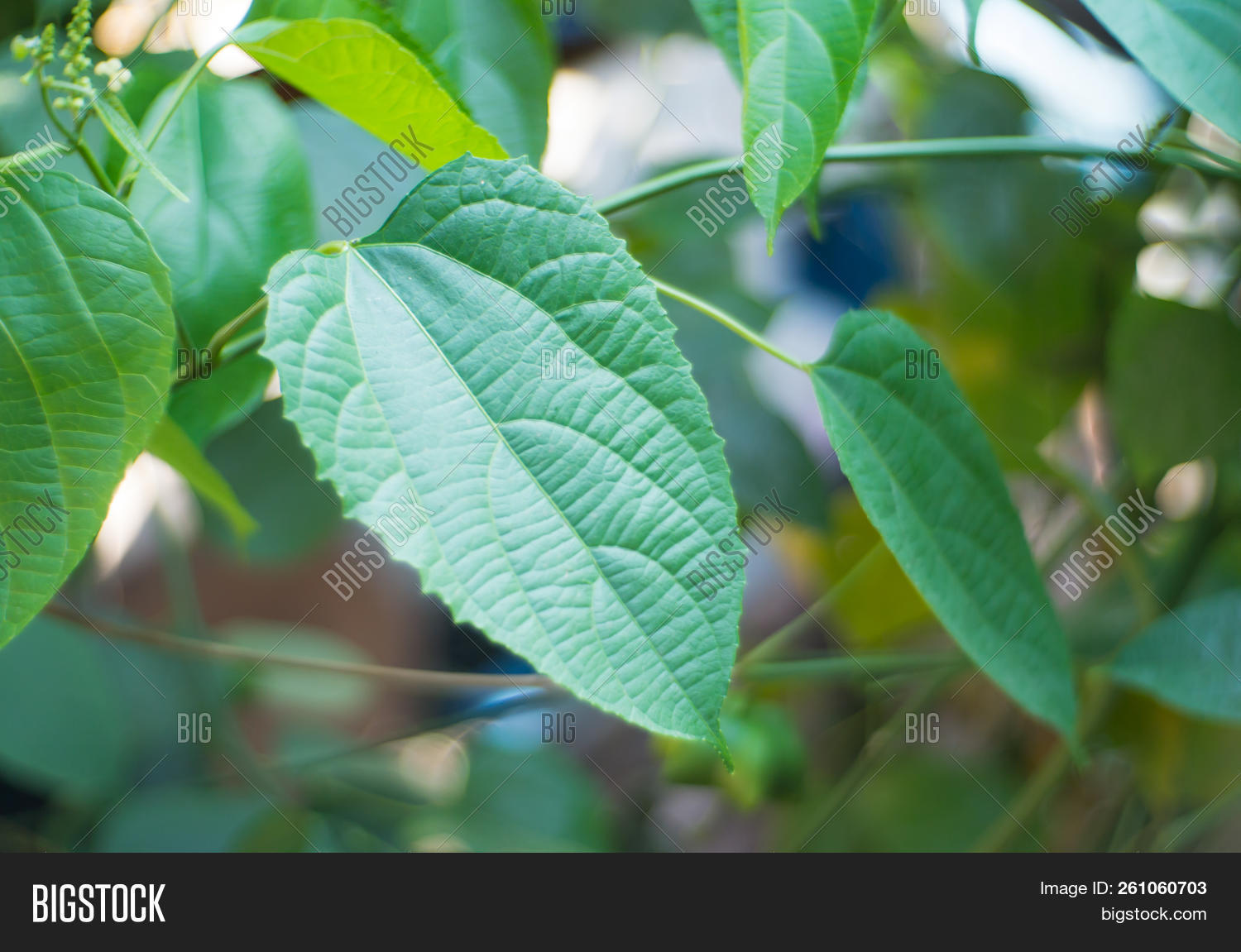 Leaf Green Sacha Inchi Image & Photo (Free Trial) | Bigstock