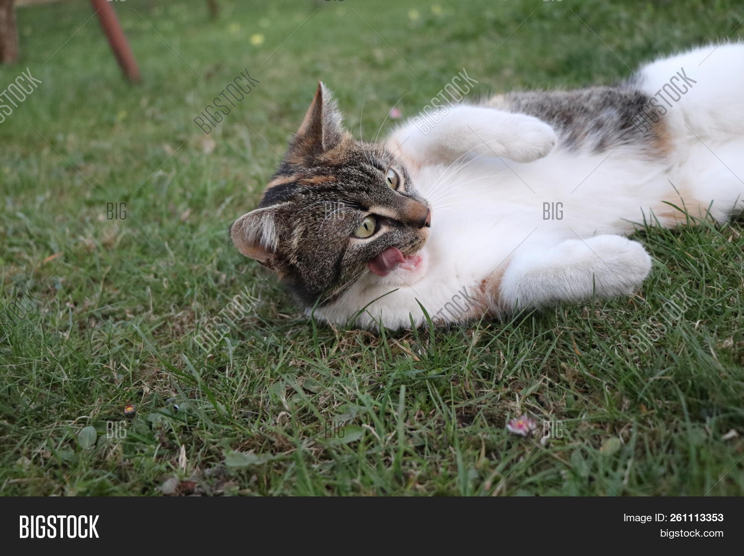 Domestic Cat Lying Image & Photo (Free Trial) | Bigstock