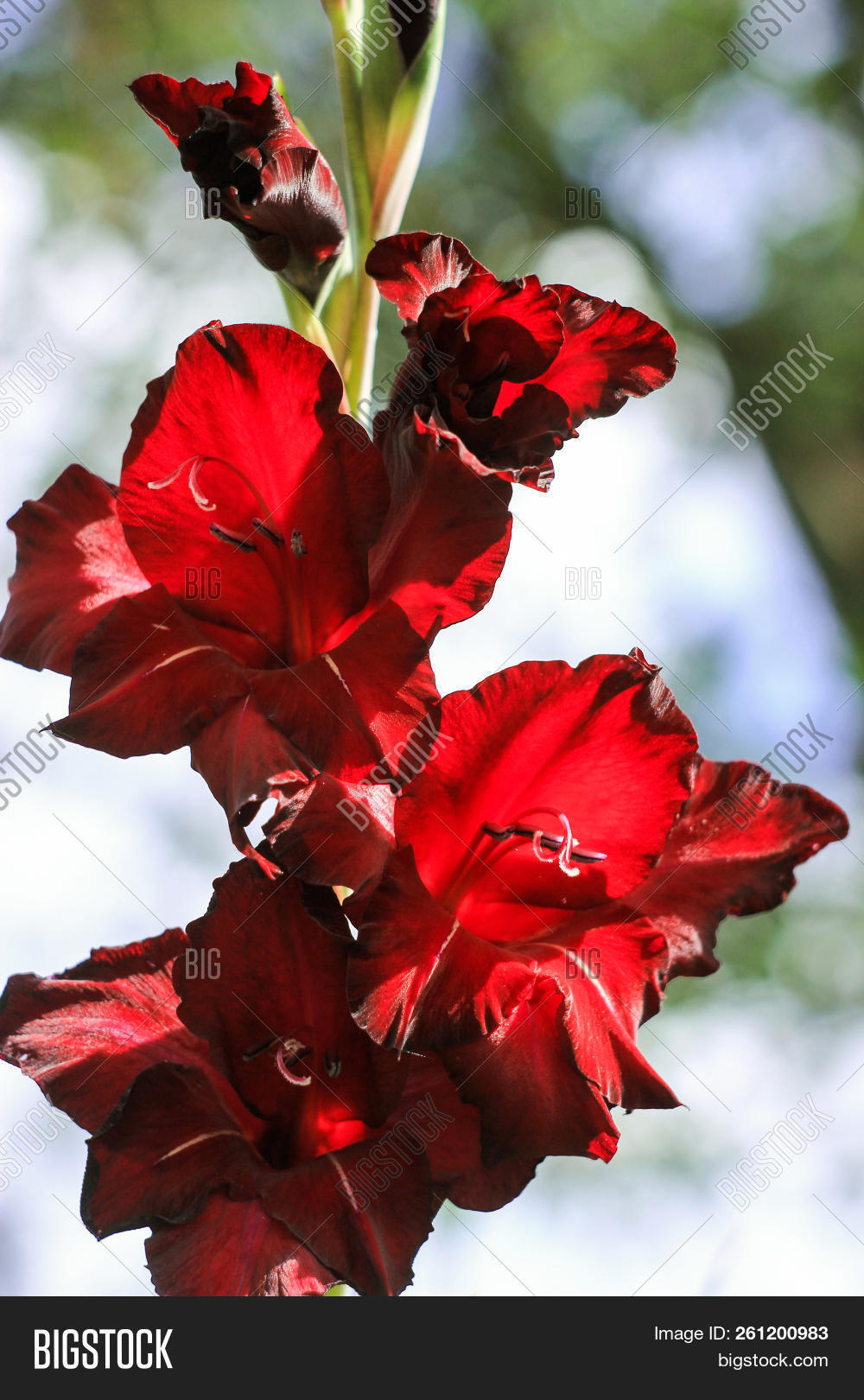 Red Gladiolus Grows Image & Photo (Free Trial) | Bigstock