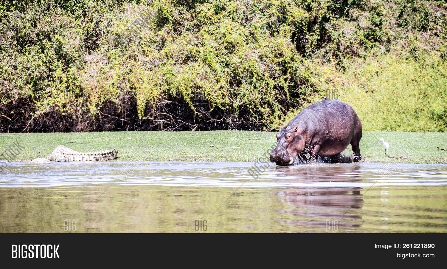 Picture Hippo Going Image & Photo (Free Trial) | Bigstock