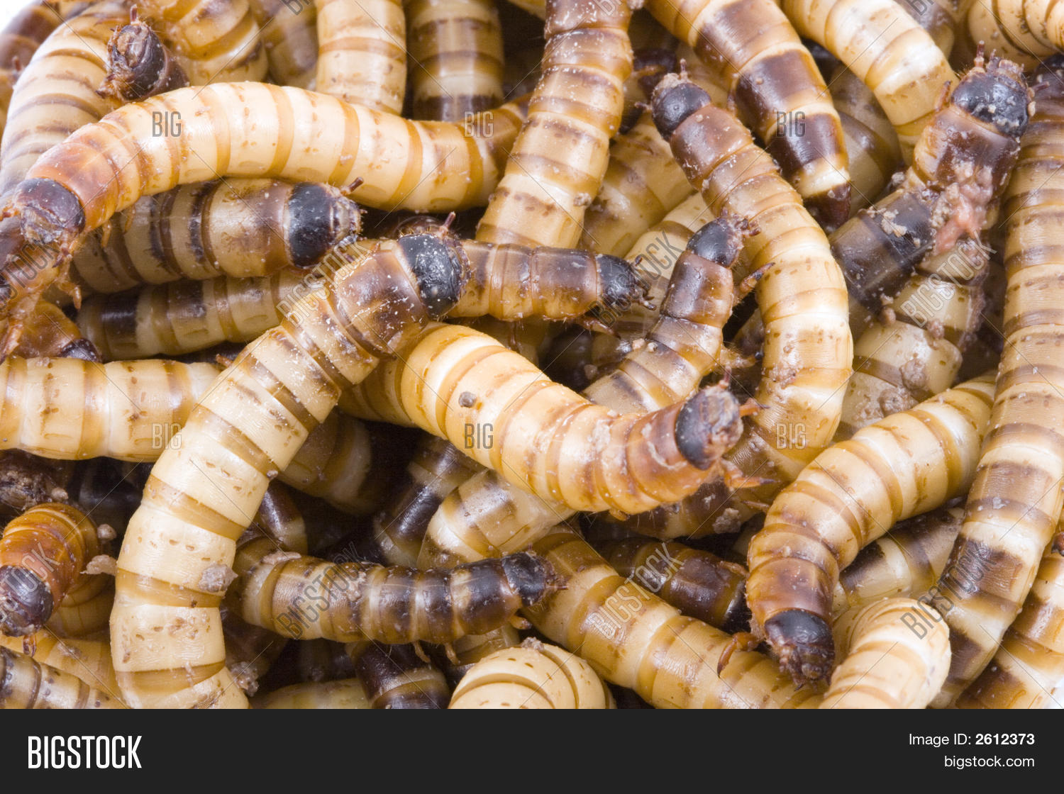 Superworms Image & Photo (Free Trial) | Bigstock