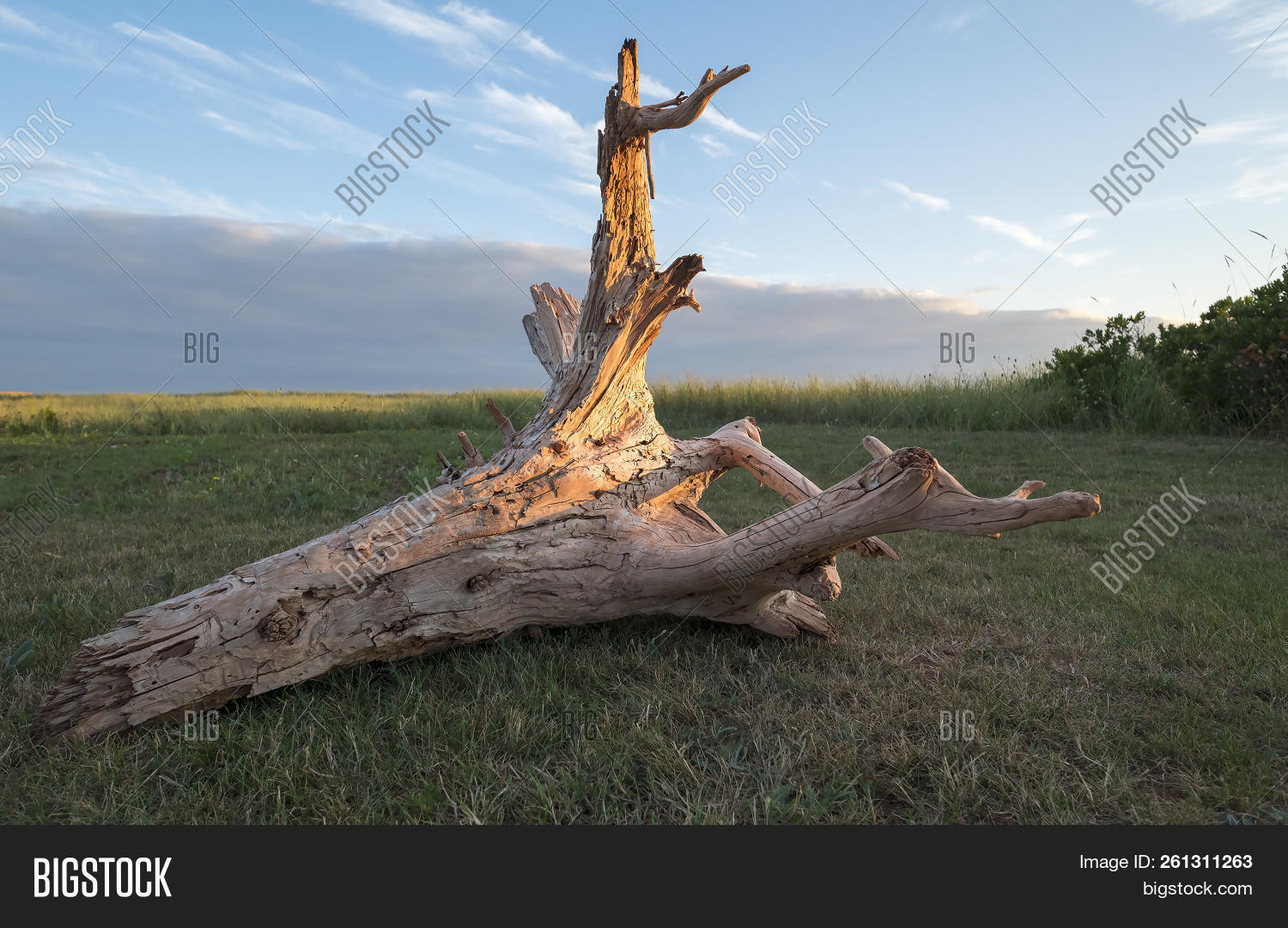 Big Piece Driftwood Image & Photo (Free Trial) | Bigstock