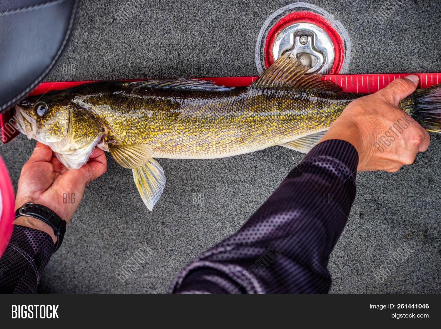 Walleye Fish Mille Image & Photo (Free Trial) | Bigstock