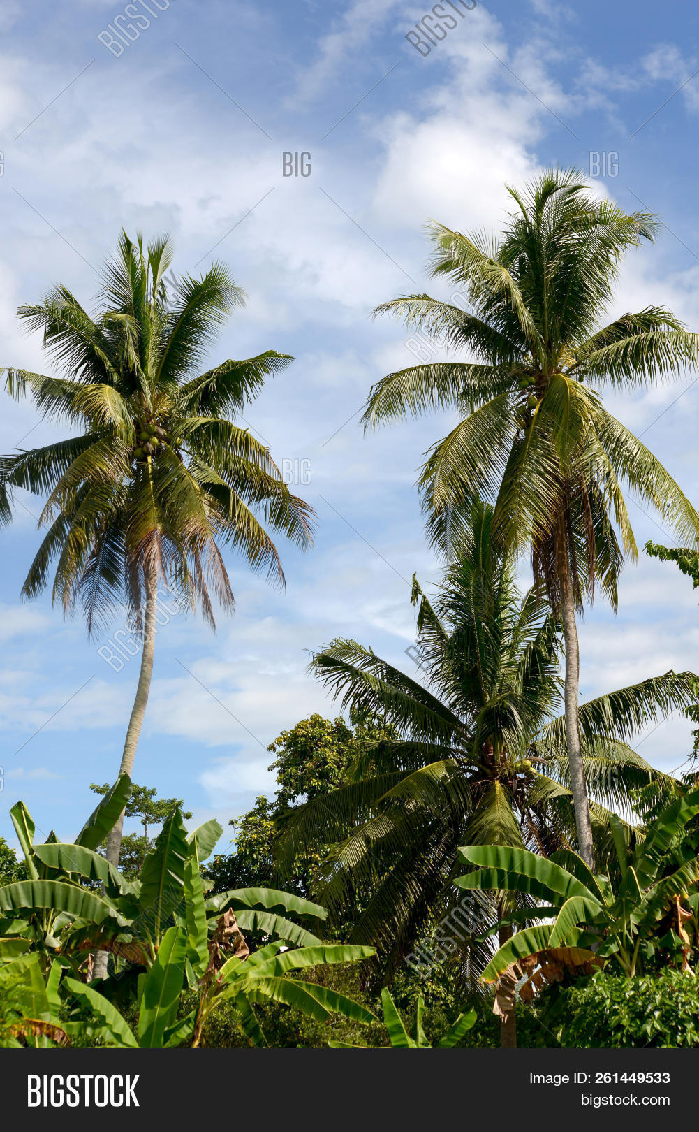 Palm Trees Philippine Image & Photo (Free Trial) | Bigstock