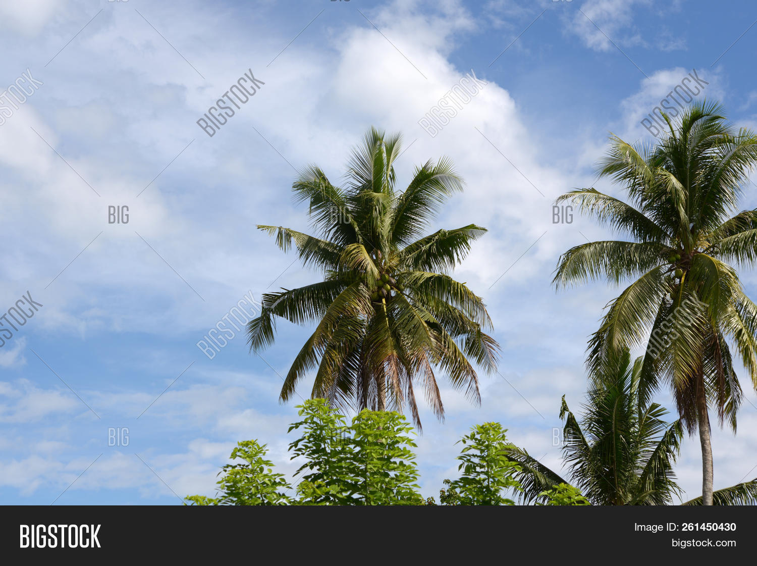 Palm Trees Philippine Image & Photo (Free Trial) | Bigstock