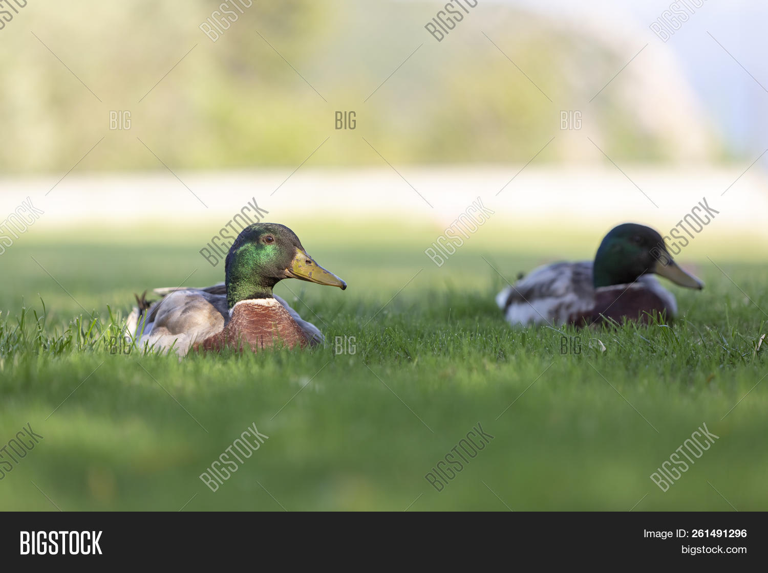 Two Male Mallard Ducks Image & Photo (Free Trial) | Bigstock