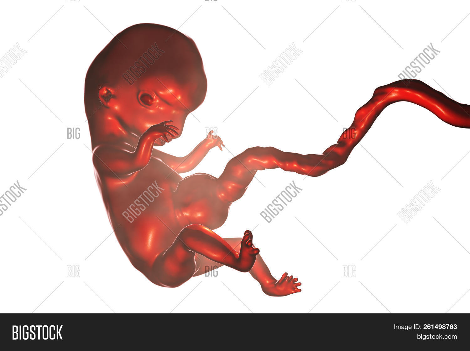 8-weeks Human Embryo Image & Photo (Free Trial) | Bigstock