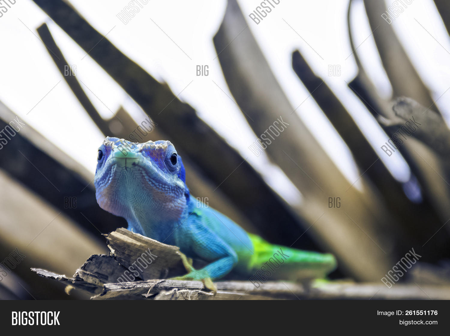Cuban Male Lizard Image & Photo (Free Trial) | Bigstock