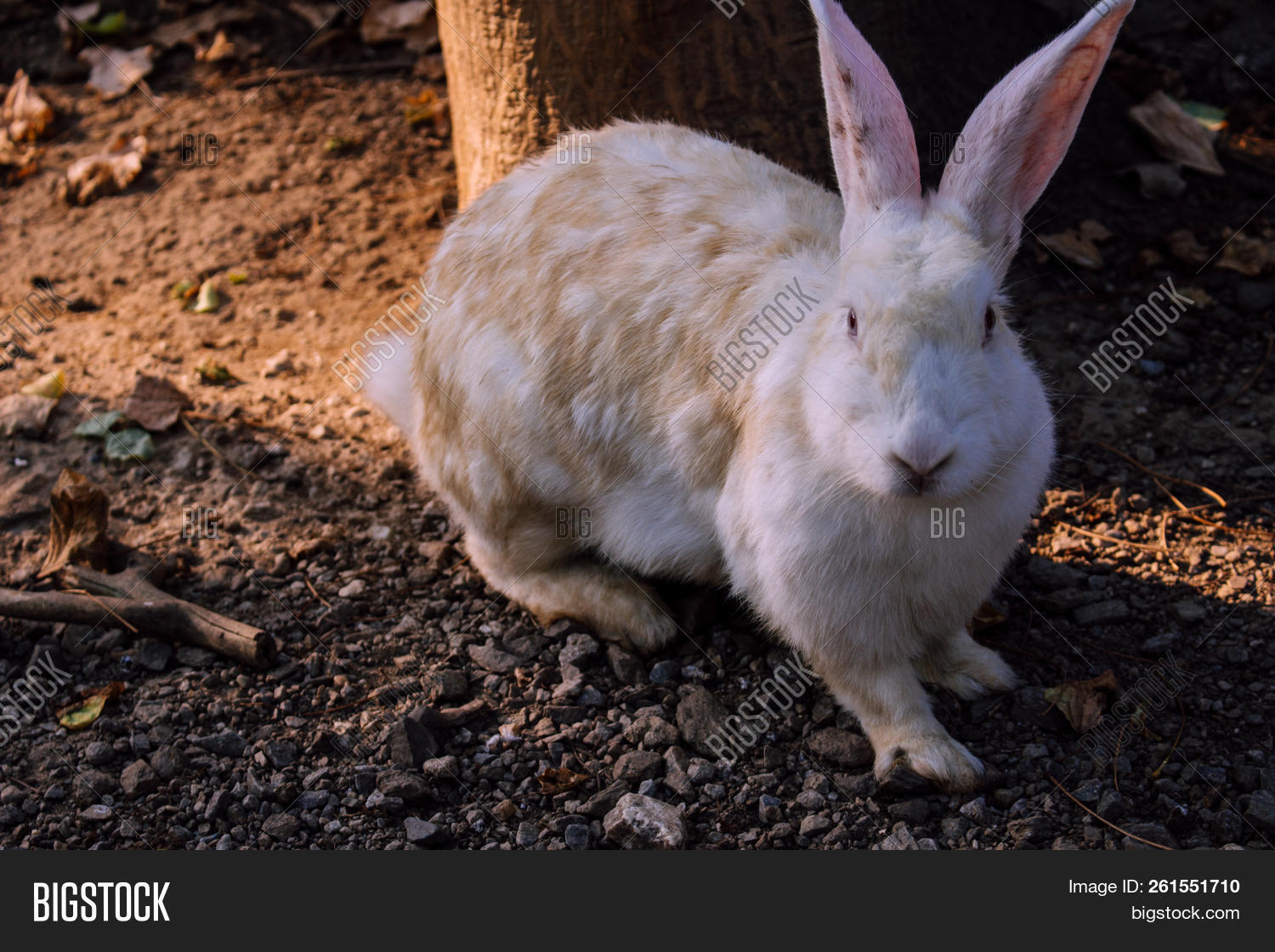 Rabbit. Beige Rabbit Image & Photo (Free Trial) | Bigstock