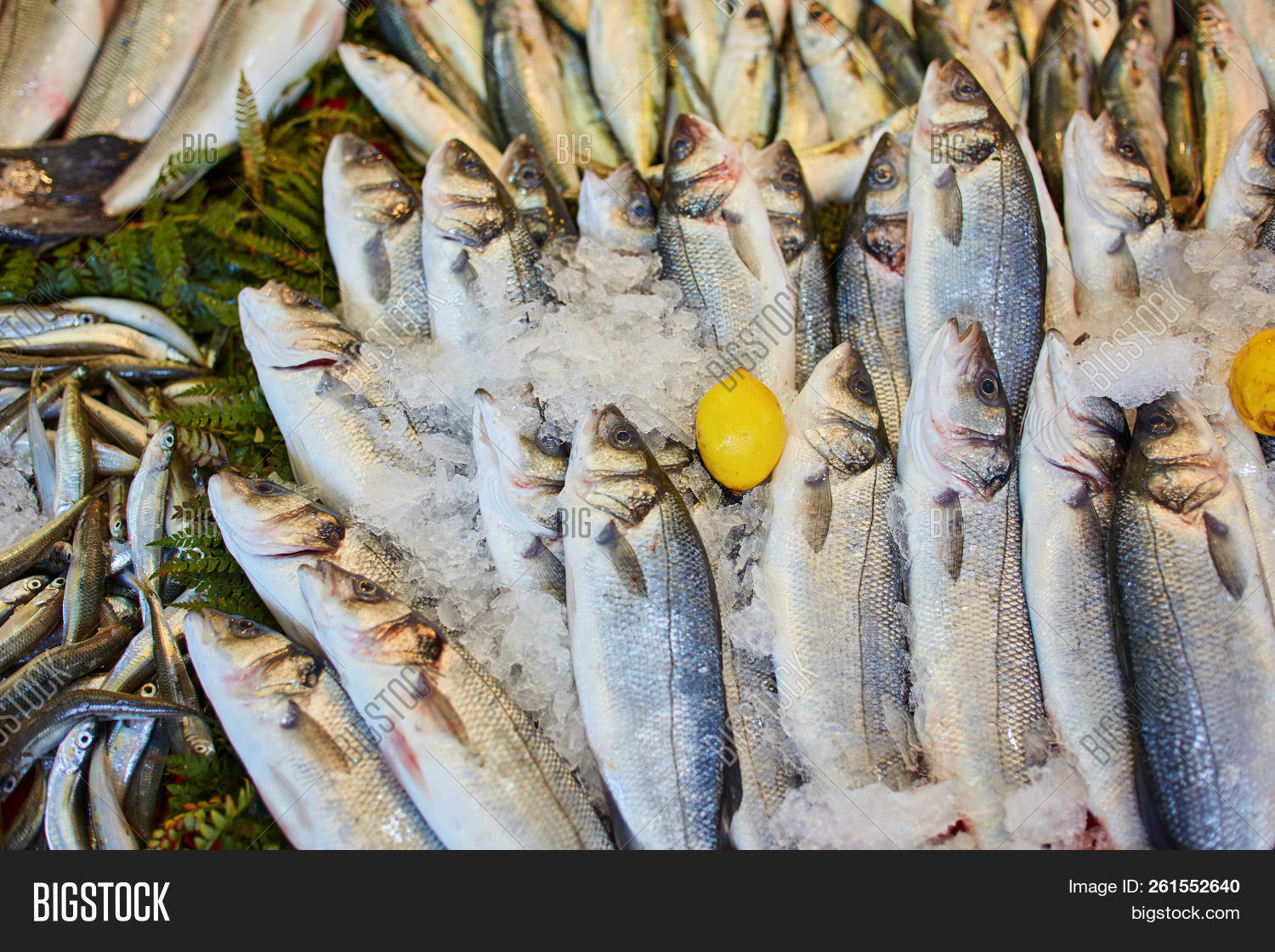 Fresh Fish On Ice On Image & Photo (Free Trial) | Bigstock