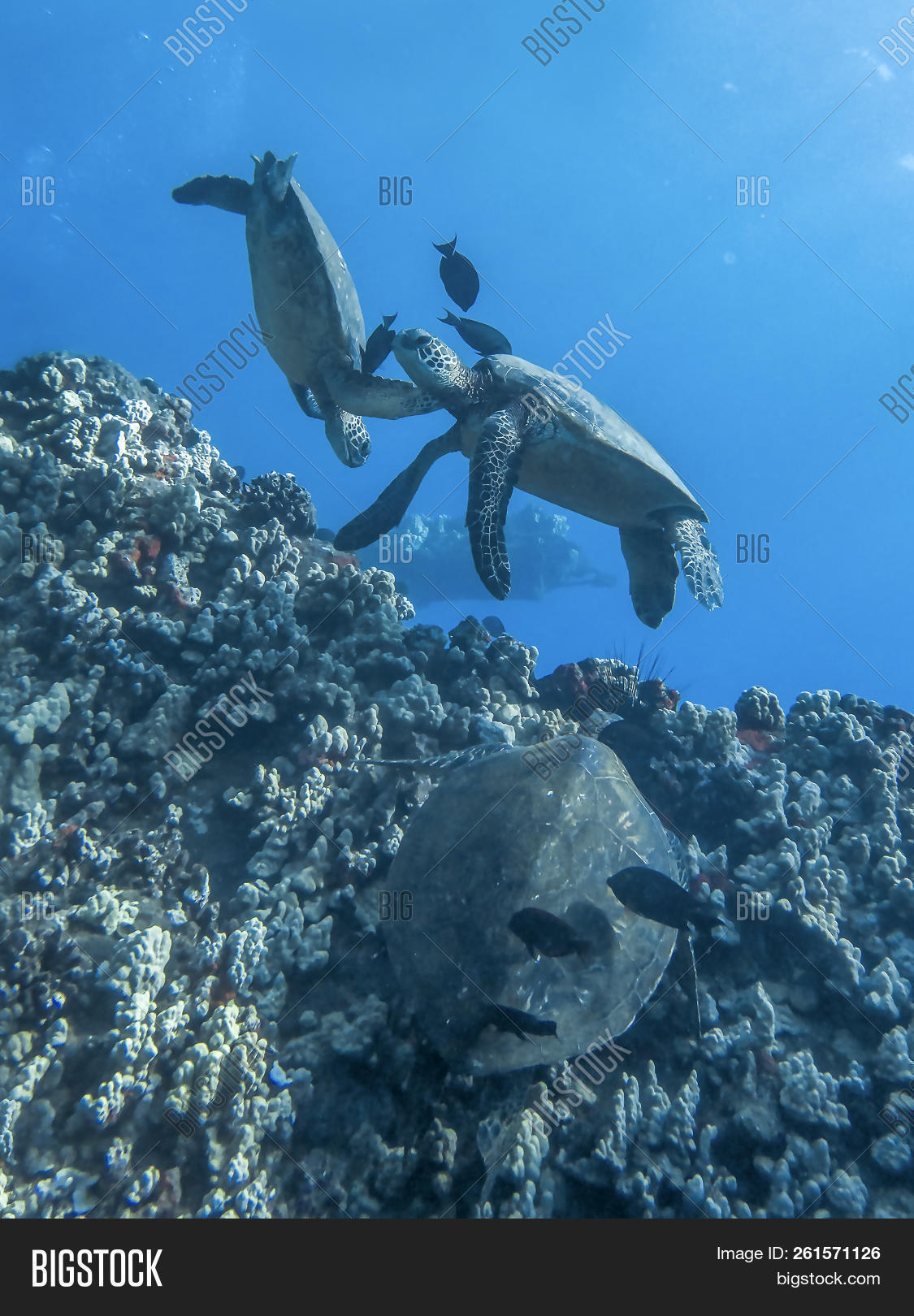 Three Sea Turtles Image & Photo (Free Trial) | Bigstock