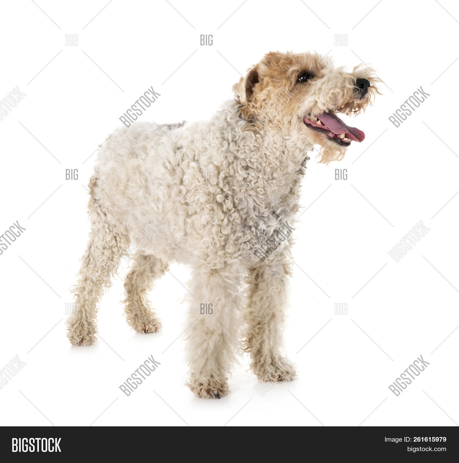 Fox Terrier Front Image & Photo (Free Trial) | Bigstock