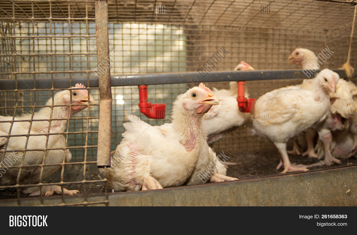 Chickens Meat Breed Image & Photo (Free Trial) | Bigstock