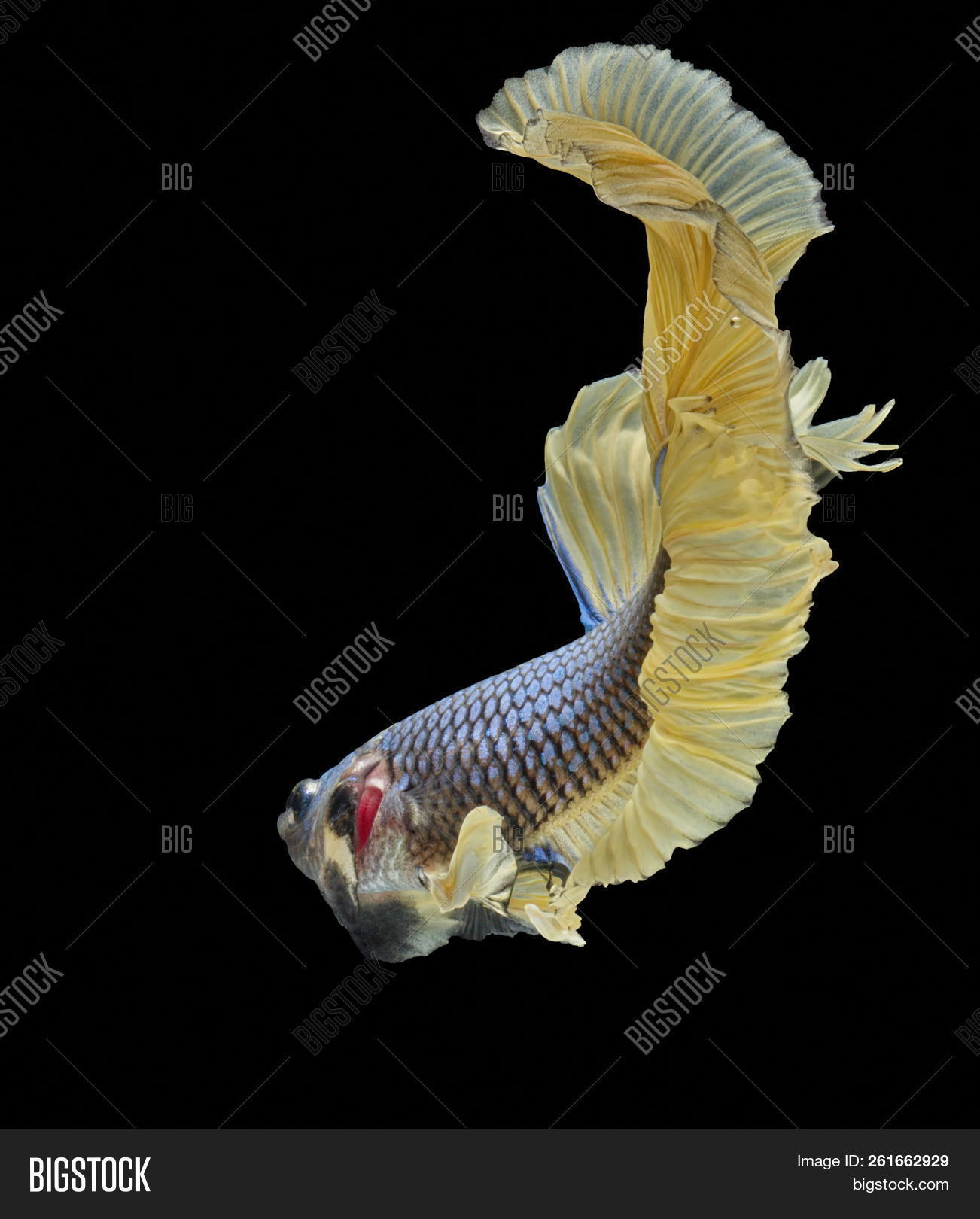 Siamese Fighting Fish Image & Photo (Free Trial) | Bigstock