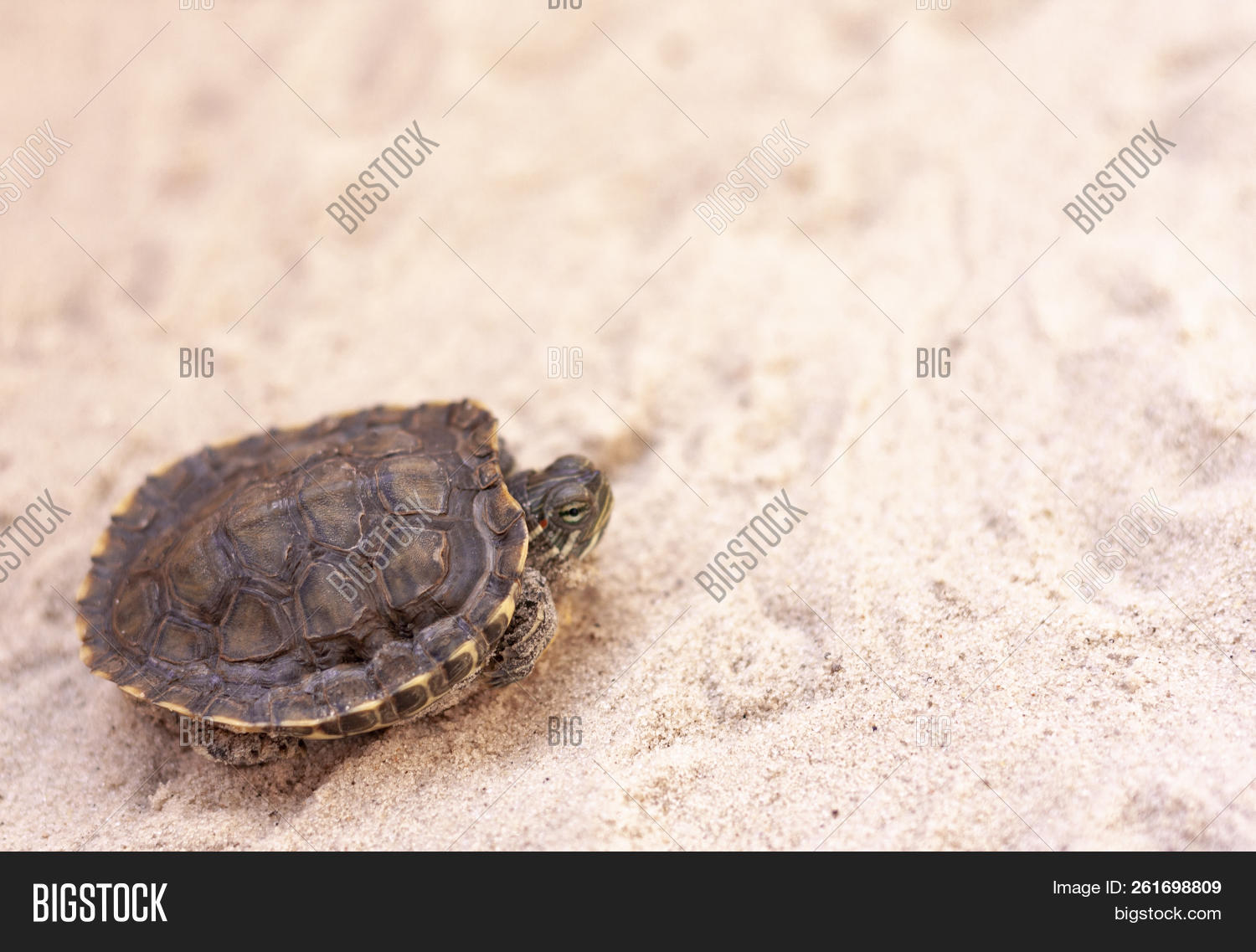 Common Slider, Known Image & Photo (Free Trial) | Bigstock
